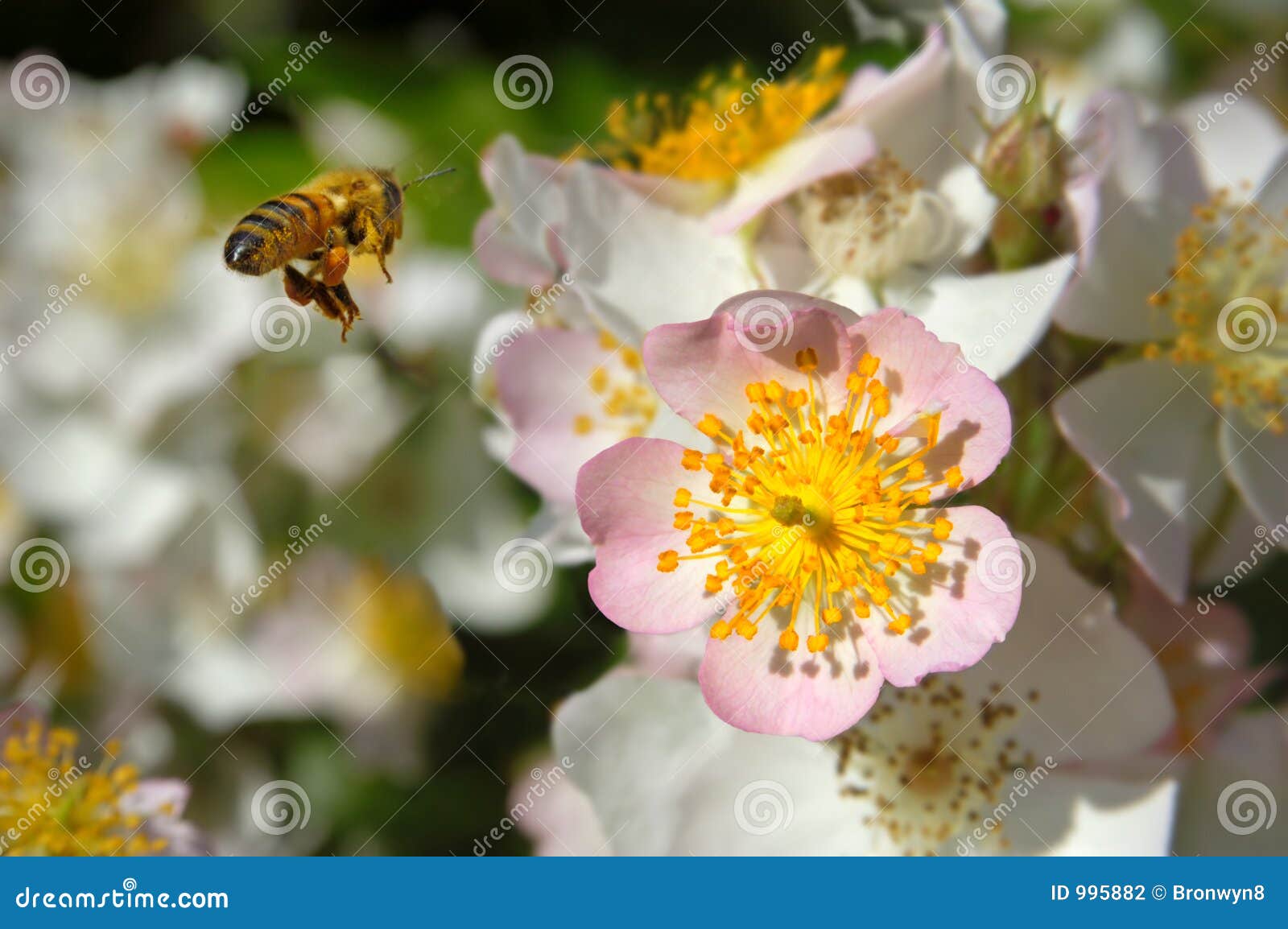 Pollination stock photo. Image of honey, rose, pollination - 995882