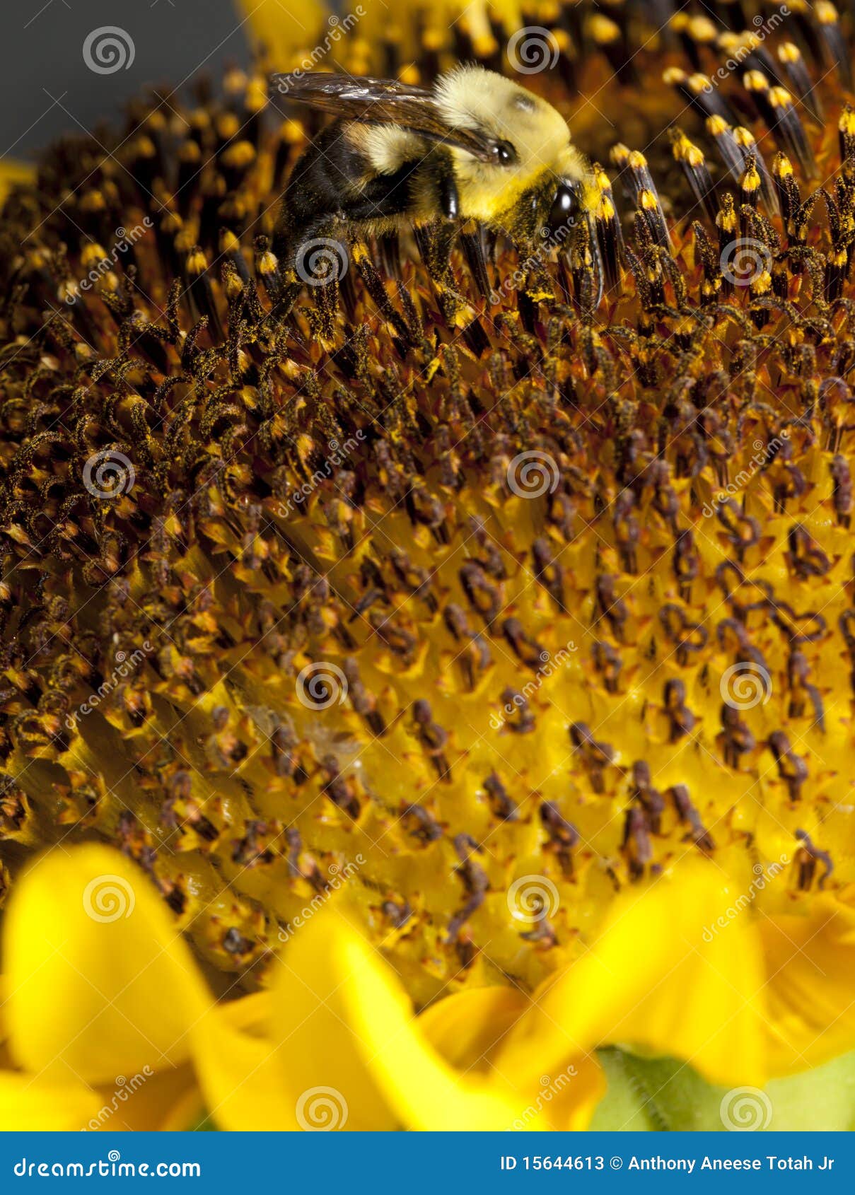 Pollination - Bee Feeding stock image. Image of garden - 15644613