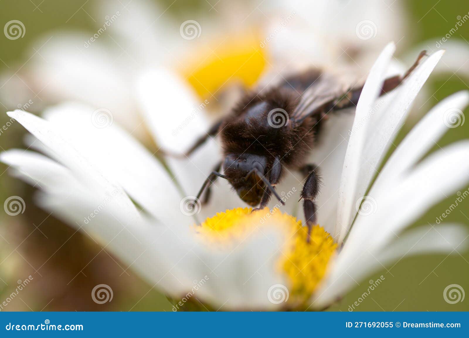 Pollination - Bee on the Flower Stock Image - Image of people, animal ...