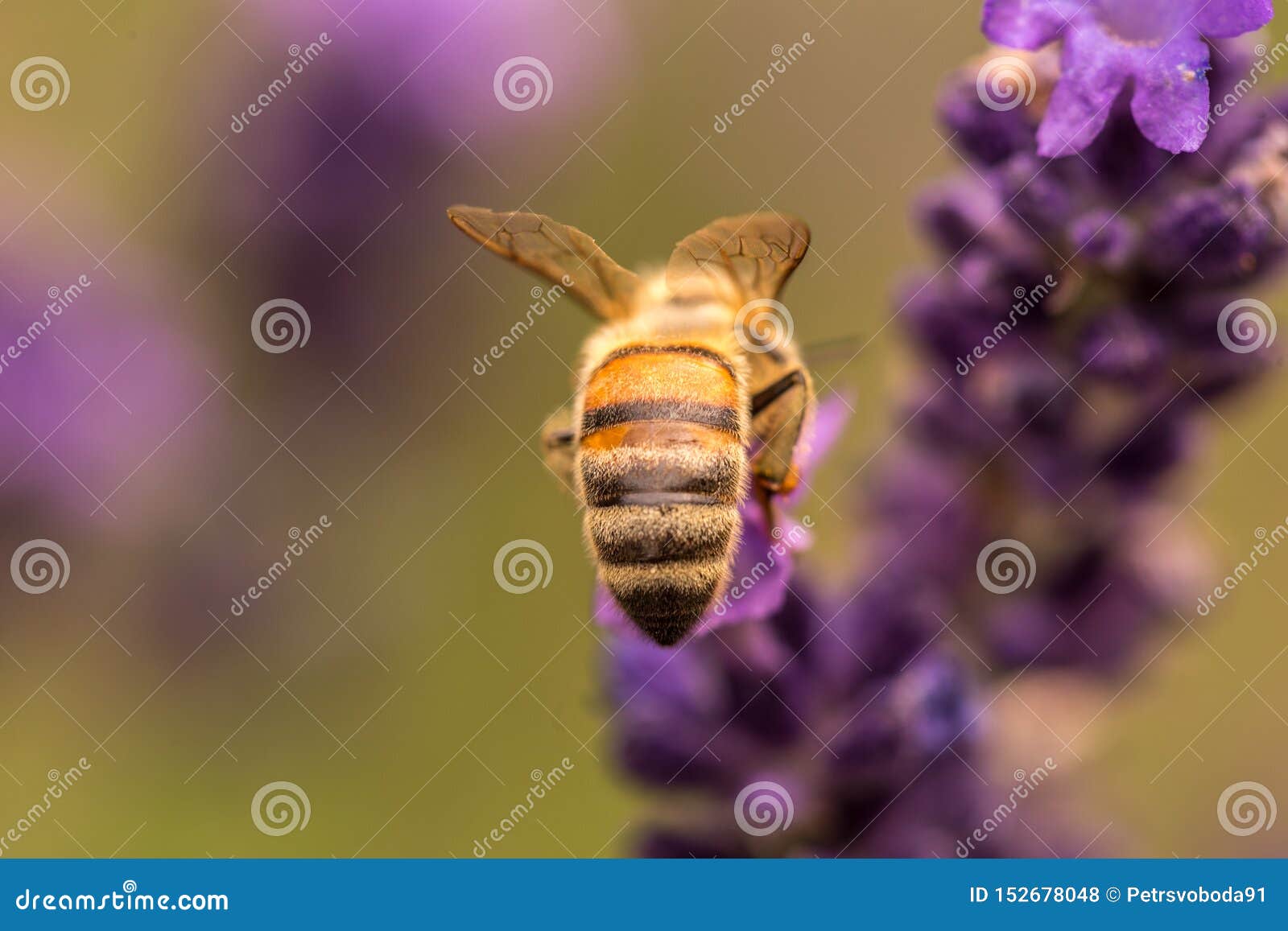 Pollination with Bee and Lavender during Sunshine, Sunny Lavender Stock ...