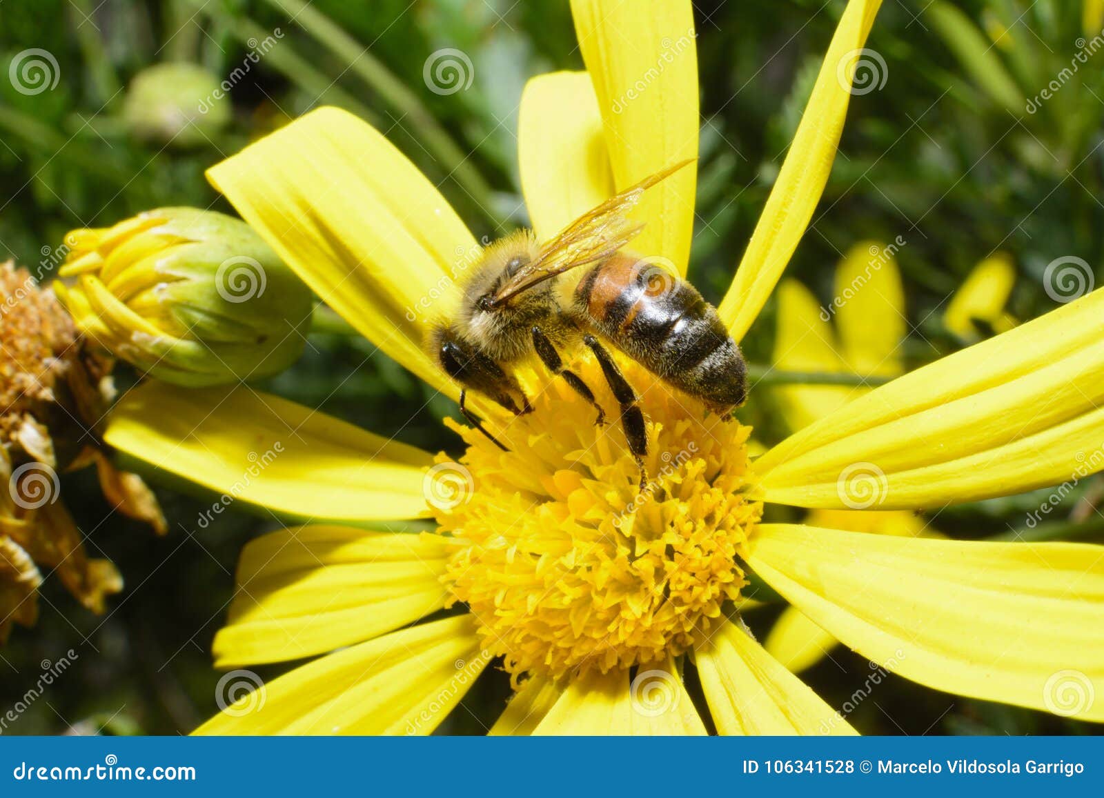 Pollination stock photo. Image of petal, pollen, spring - 106341528
