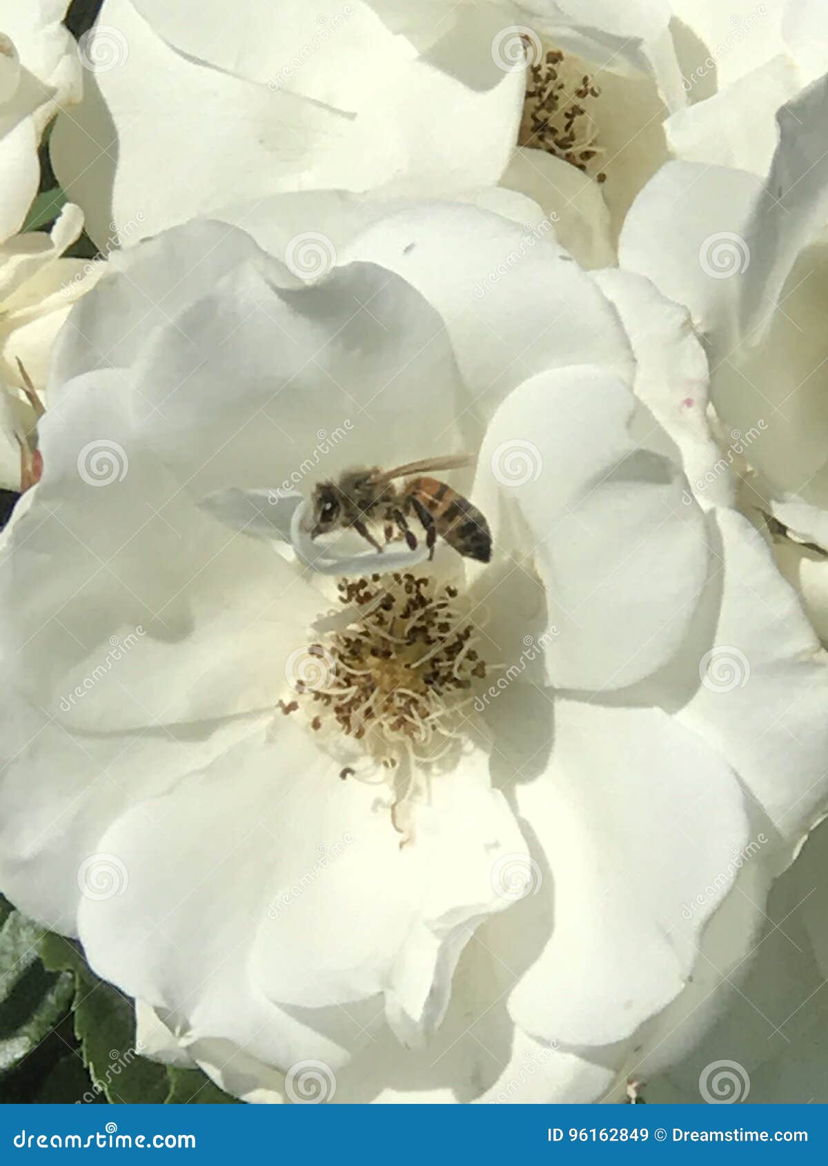 Pollination stock image. Image of rose, flower, pollinating - 96162849