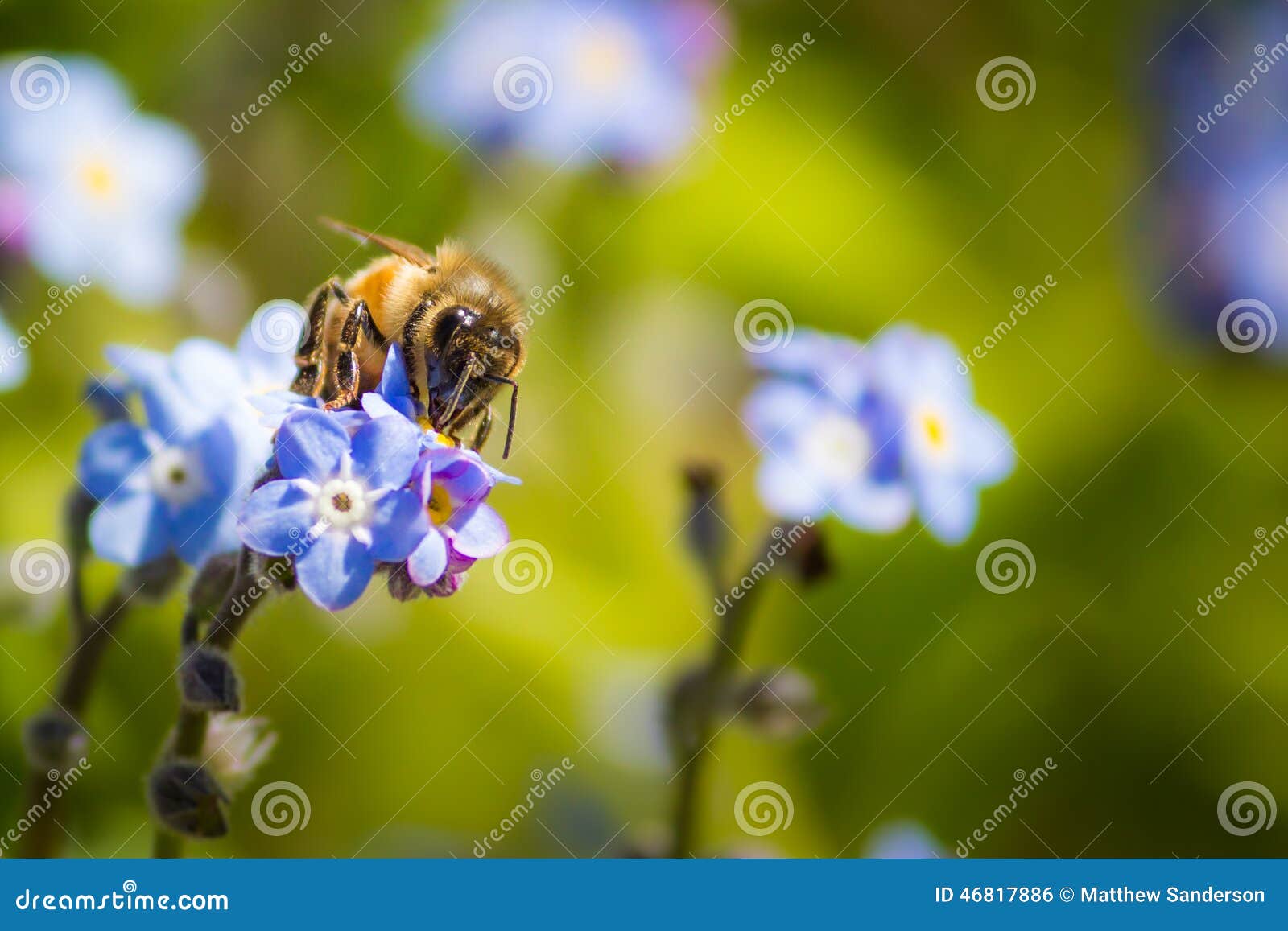 Pollination stock photo. Image of vitality, colorful - 46817886