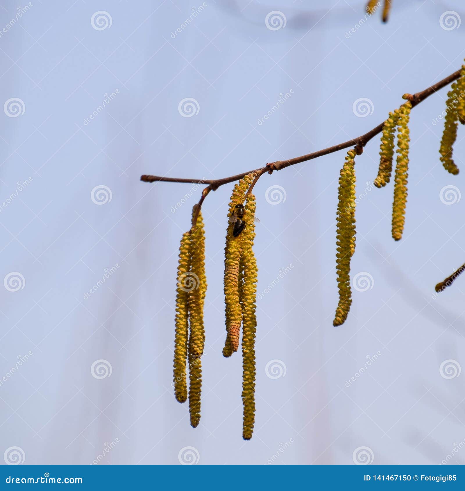Pollination by Bees Earrings Hazelnut. Flowering Hazel Hazelnut Stock ...