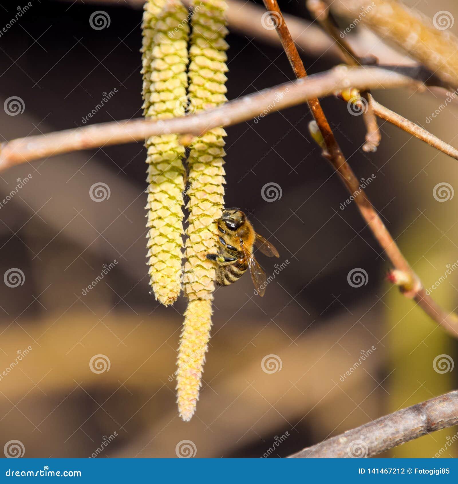 Pollination by Bees Earrings Hazelnut. Flowering Hazel Hazelnut Stock ...