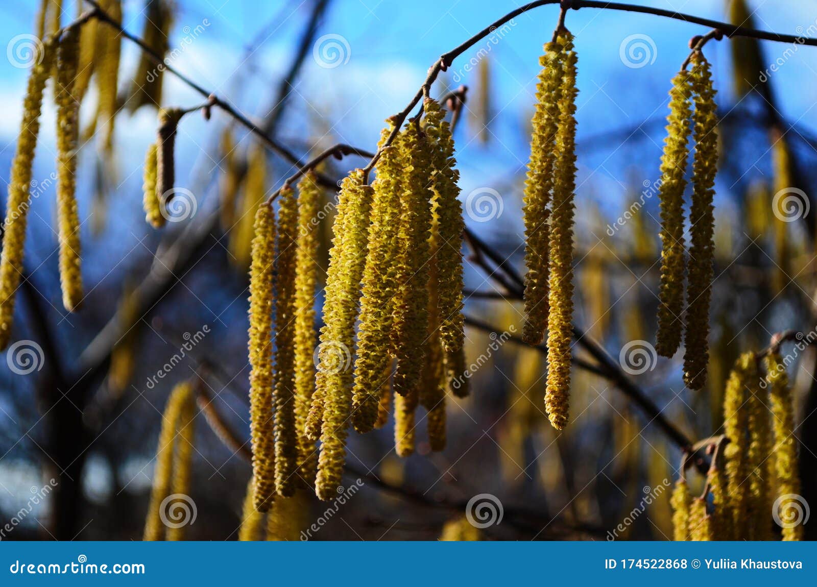 Pollination by Bees Earrings Hazelnut. Flowering Hazel Hazelnut Stock ...