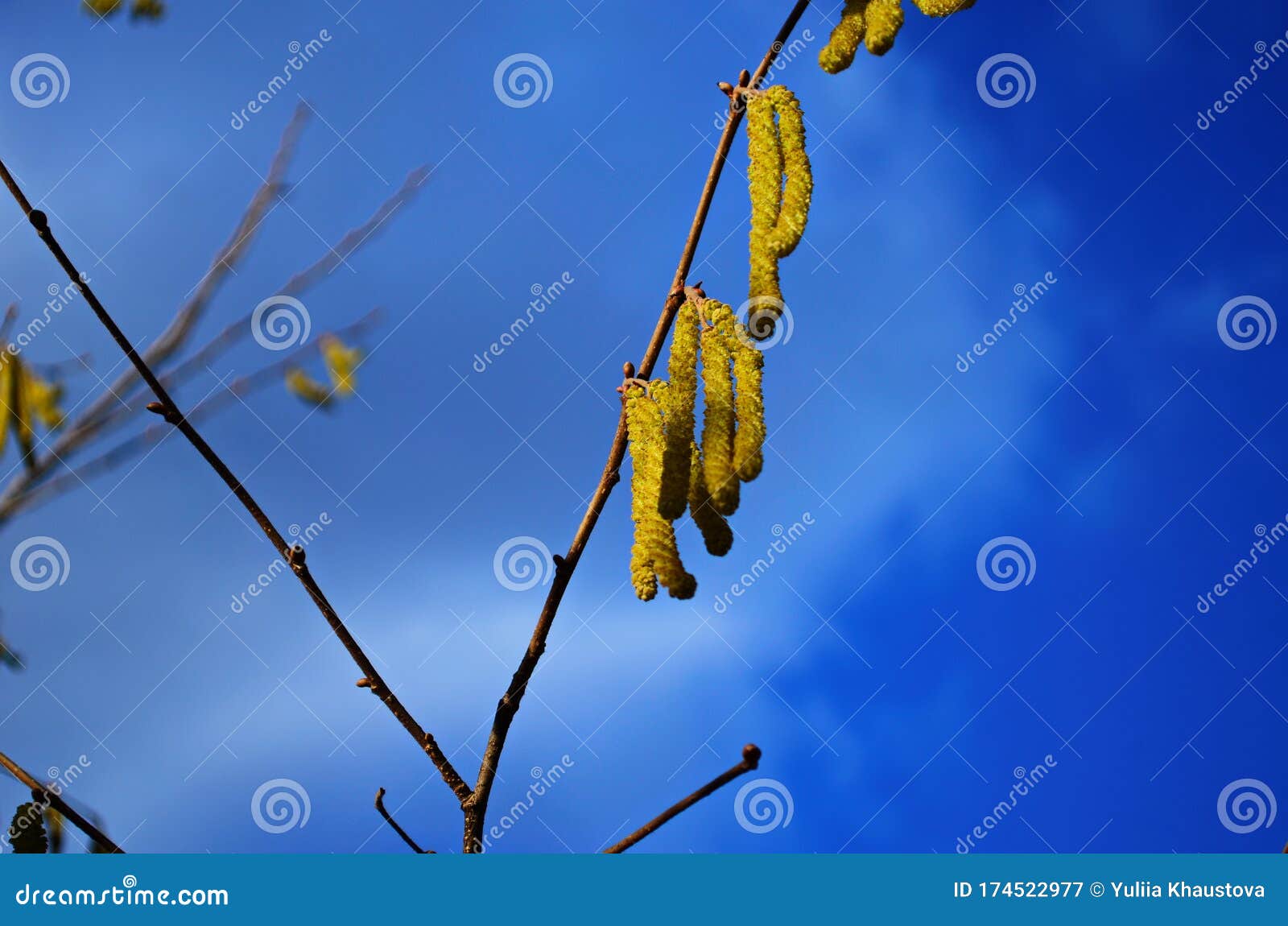 Pollination by Bees Earrings Hazelnut. Flowering Hazel Hazelnut Stock ...