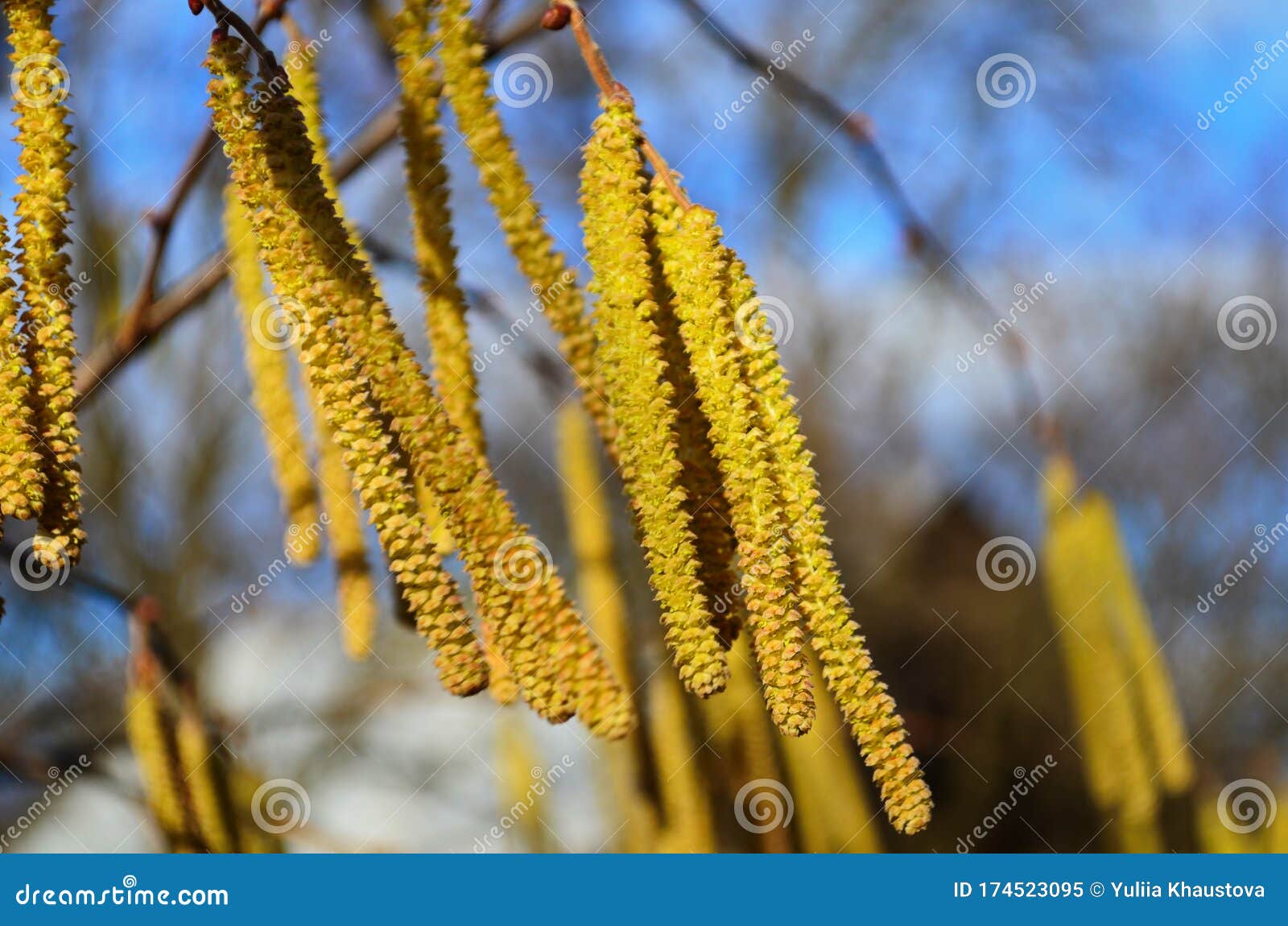 Pollination by Bees Earrings Hazelnut. Flowering Hazel Hazelnut Stock ...