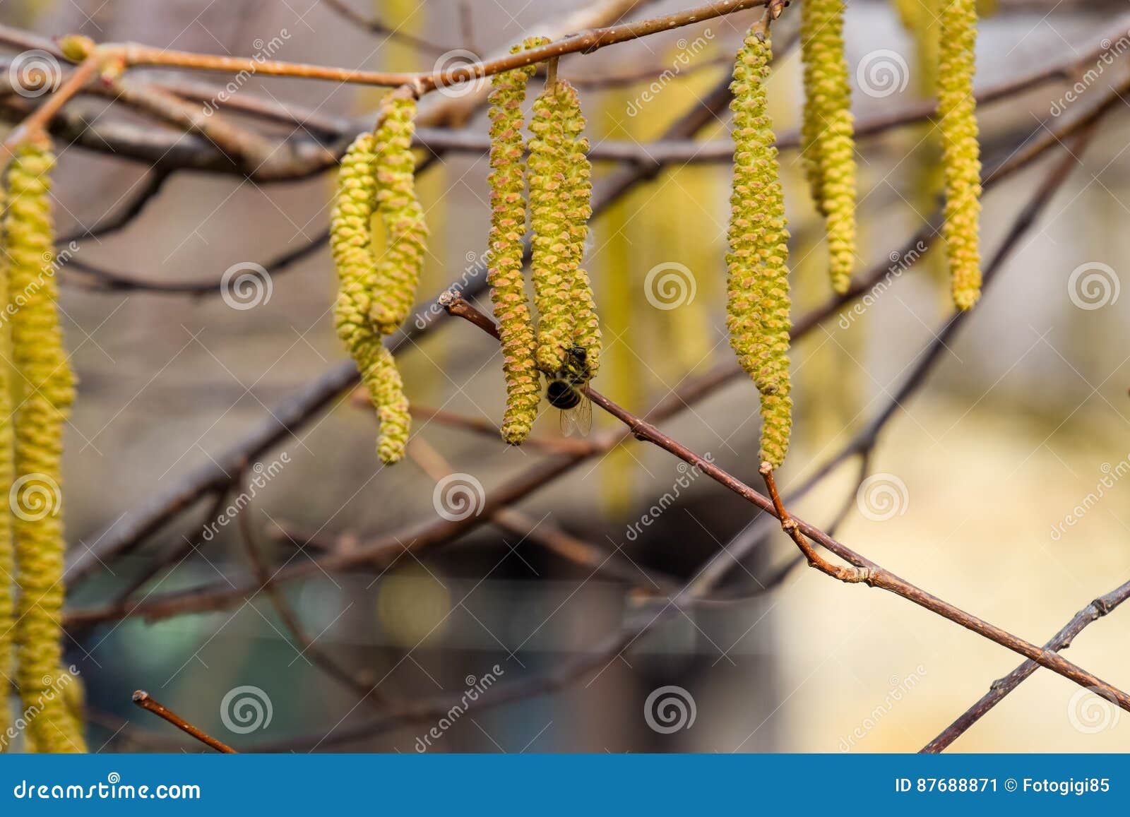 Pollination by Bees Earrings Hazelnut. Flowering Hazel Hazelnut Stock ...