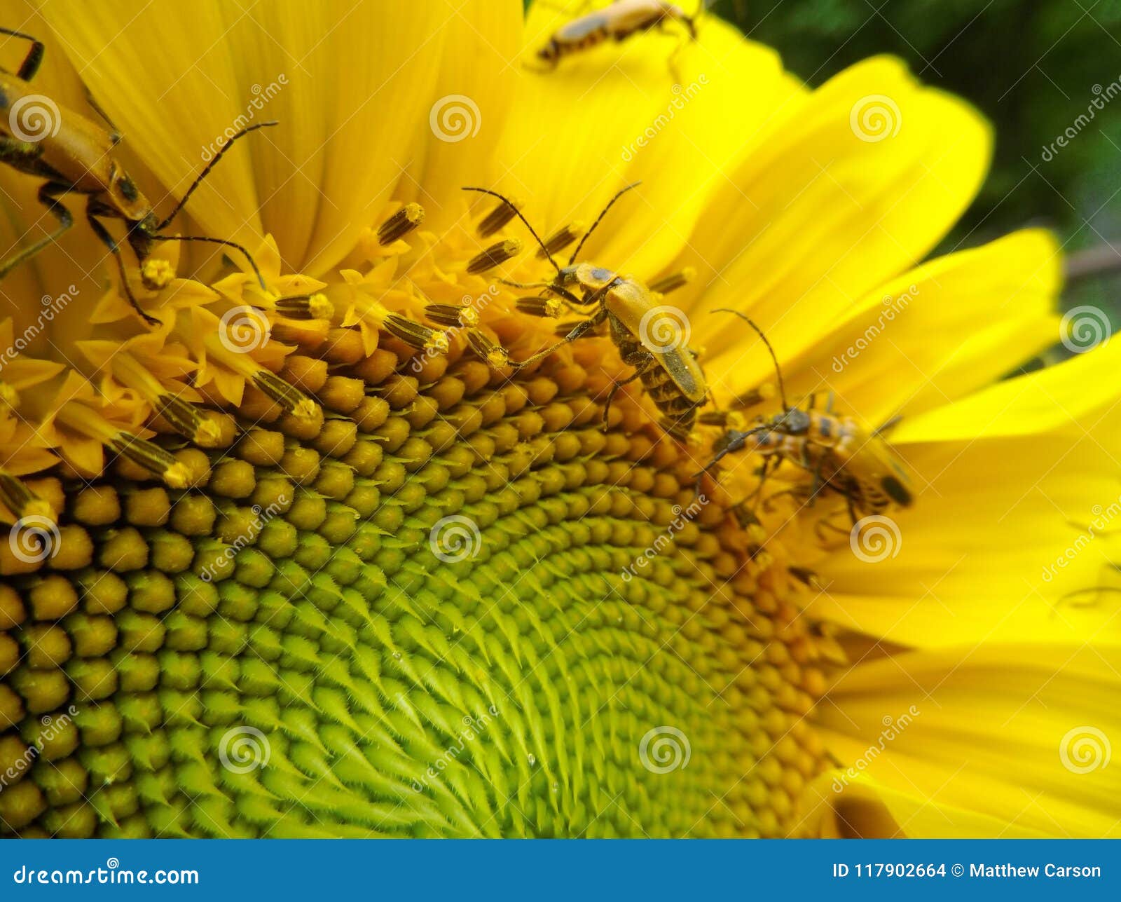Pollination 002 stock photo. Image of beetles, pollinating - 117902664