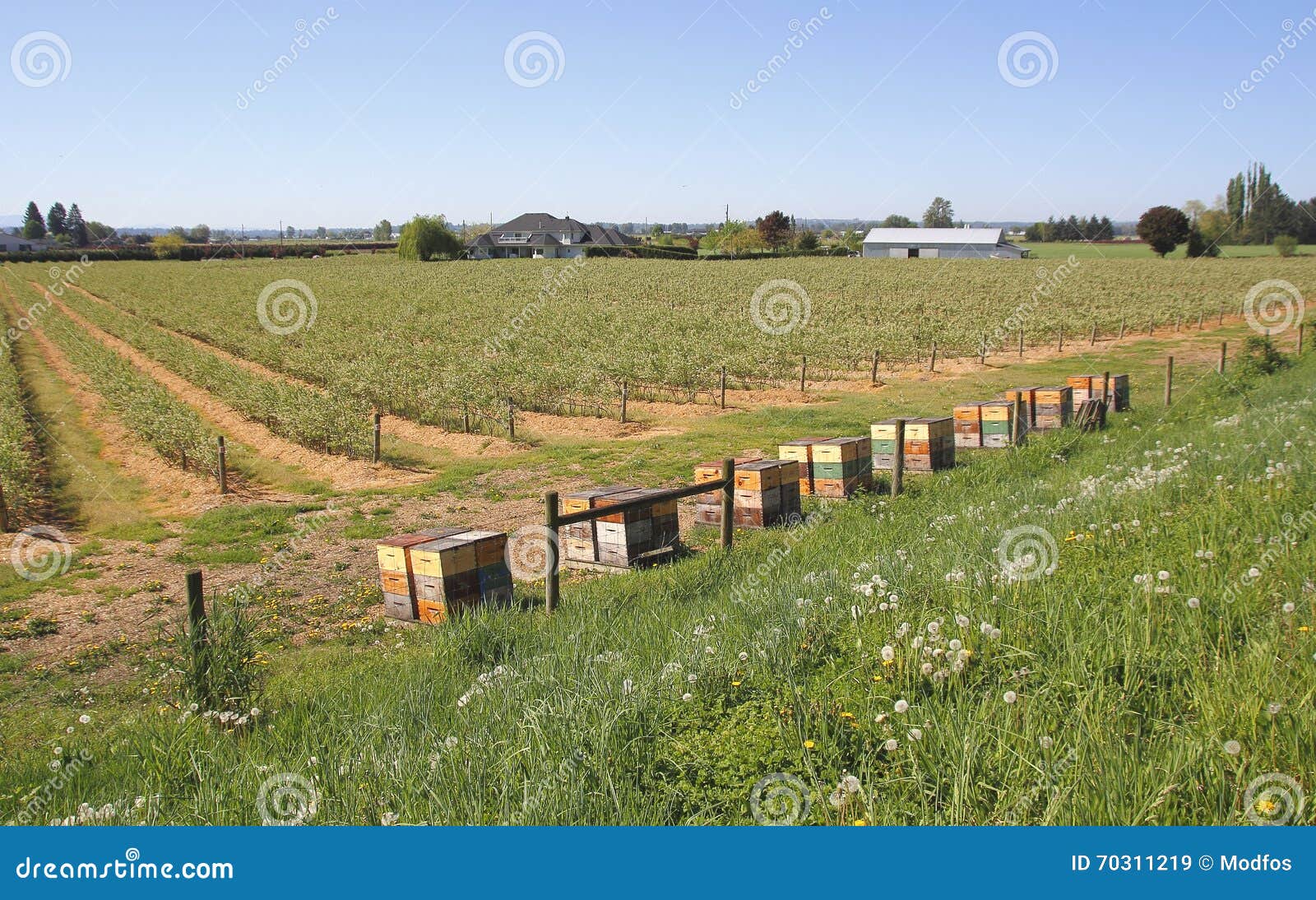 Pollination and Berry Fields Stock Image - Image of wide, field: 70311219