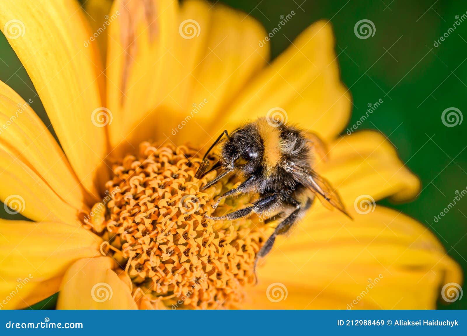 Bee Pollination. Bumblebee With Pollen Flying Near A Peoni Flower Stock ...