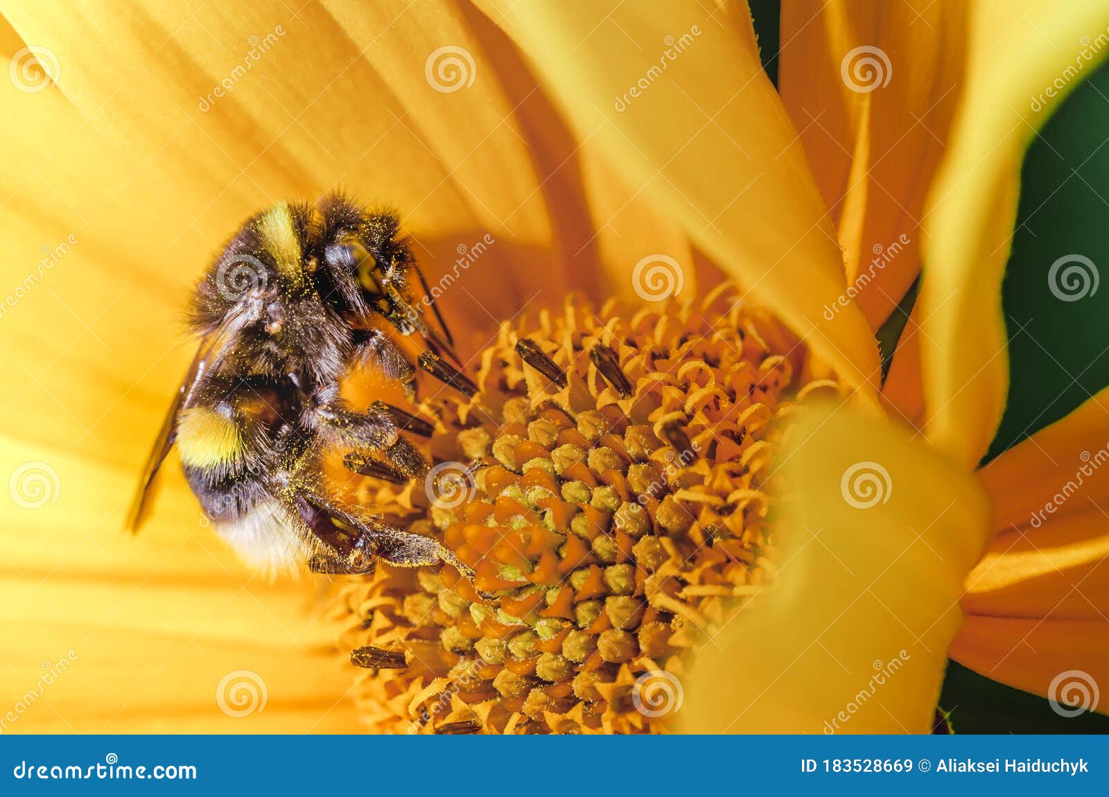 Pollination by a Bumblebee of a Flower/Closeup. Pollinations of Concept ...