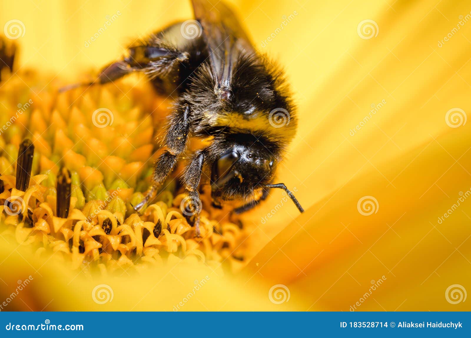 Pollination by a Bumblebee of a Flower/Closeup. Pollinations of Concept ...