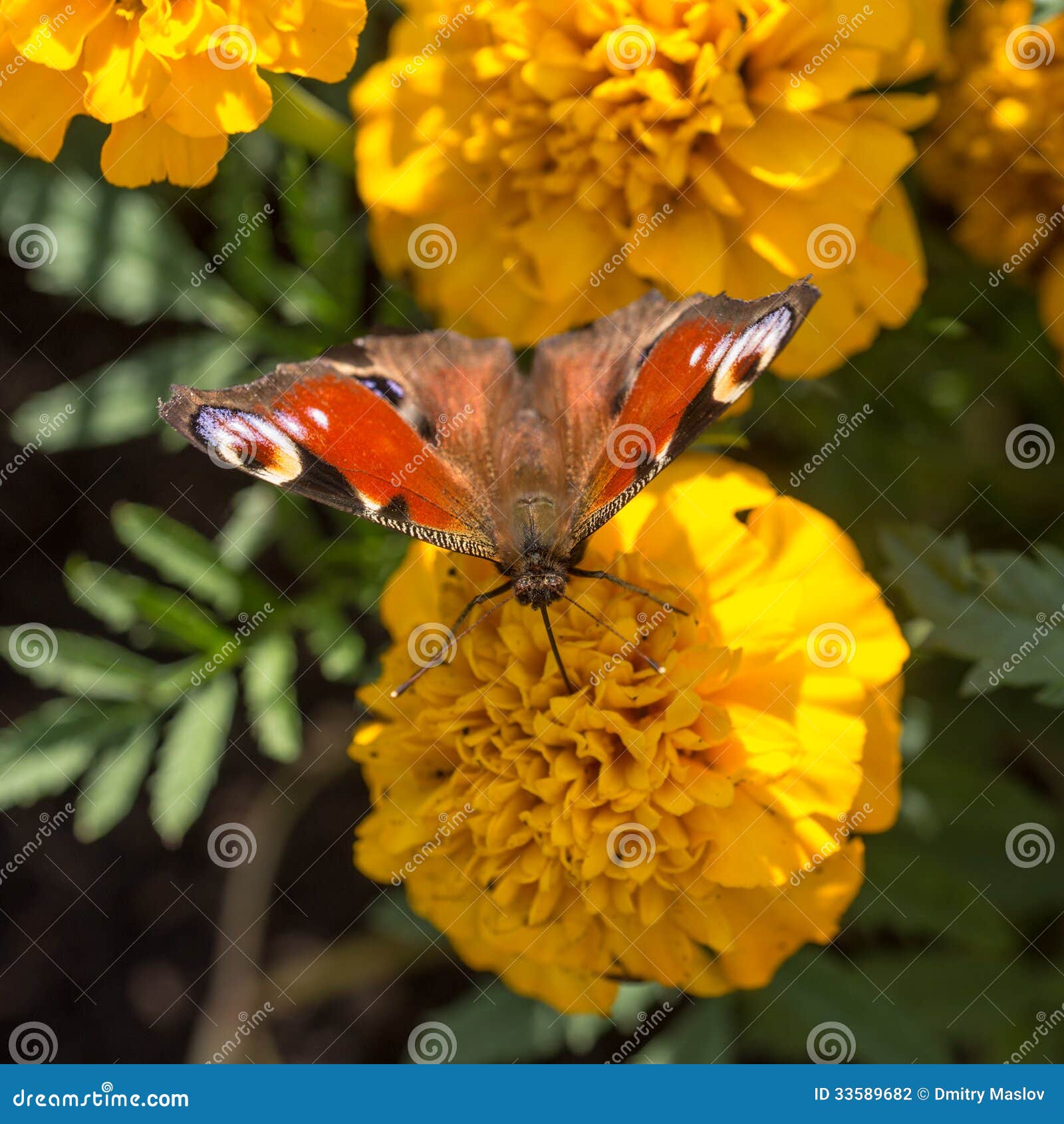 Pollination stock photo. Image of plant, blossom, summer - 33589682