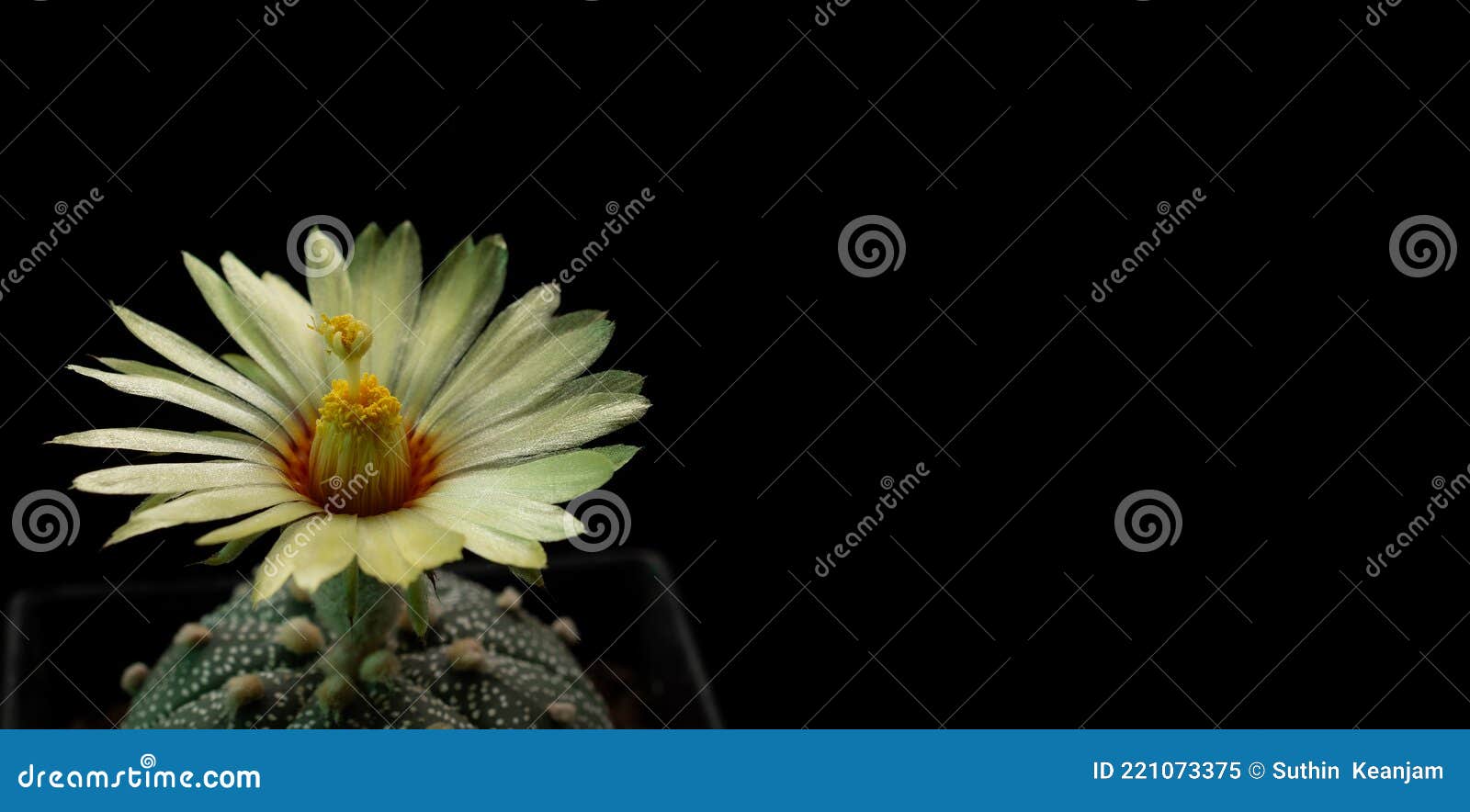 Pollination and Cactus Flower with Isolated Background Stock Image ...