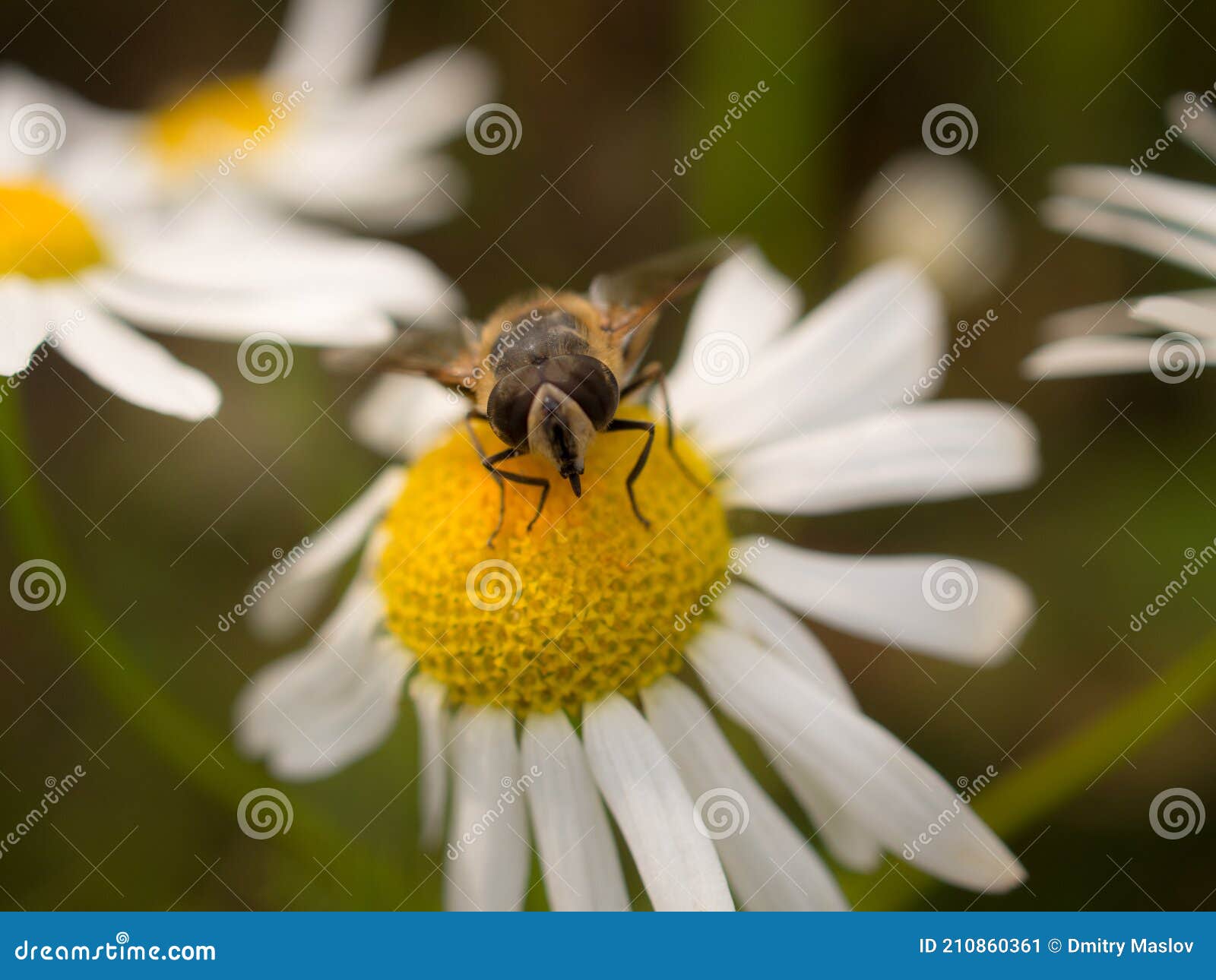 Pollination close up stock image. Image of honey, blossom - 210860361