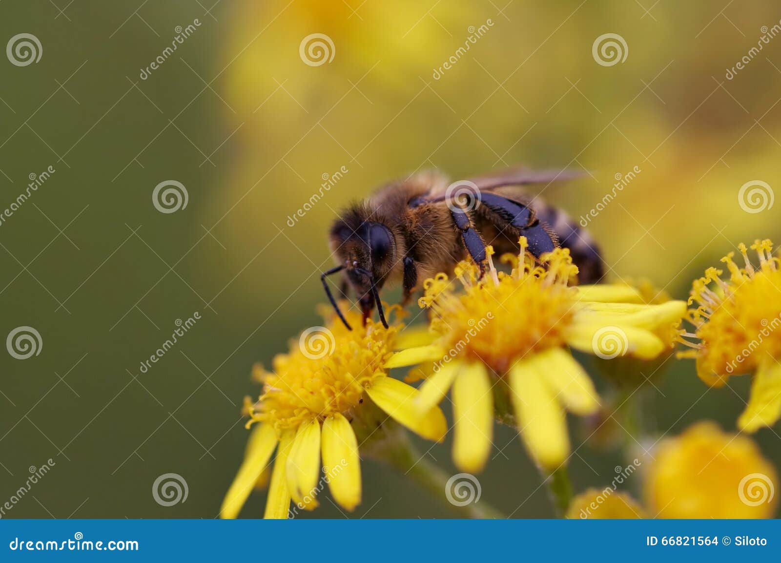 Bee And Pollination Stock Image | CartoonDealer.com #4894129