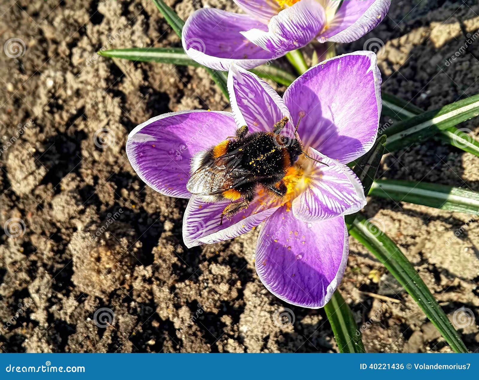 Pollination of the First Spring Flowers Stock Photo - Image of freedom ...