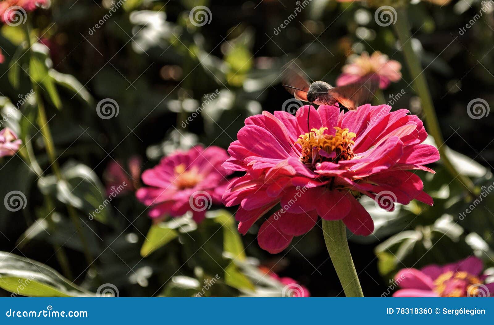 Pollination of a Flower Insect. Stock Photo - Image of outdoor, flower ...