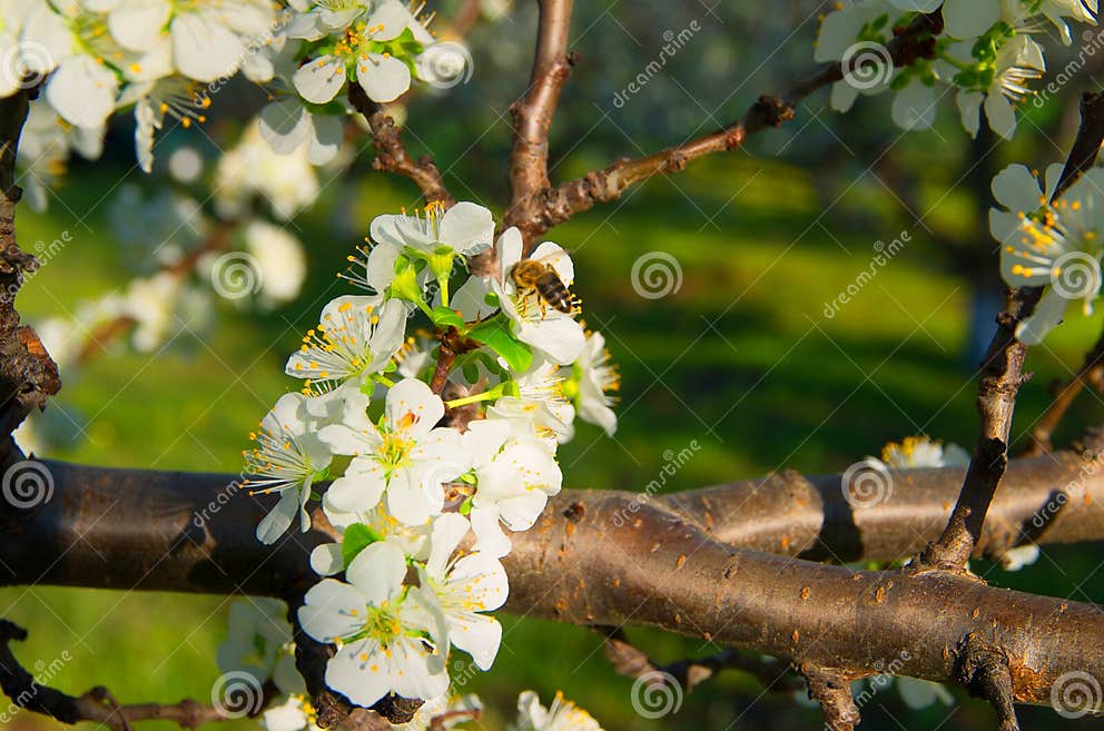 Pollination of Flowering Trees. Stock Photo - Image of bright, blue ...