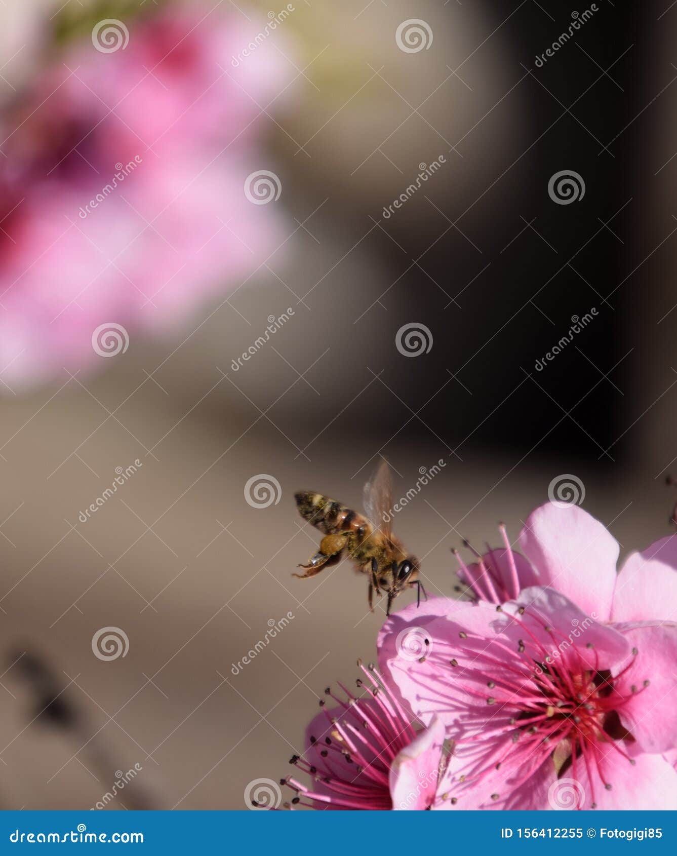 Pollination of Flowers by Bees Peach Stock Image - Image of peach, pink ...