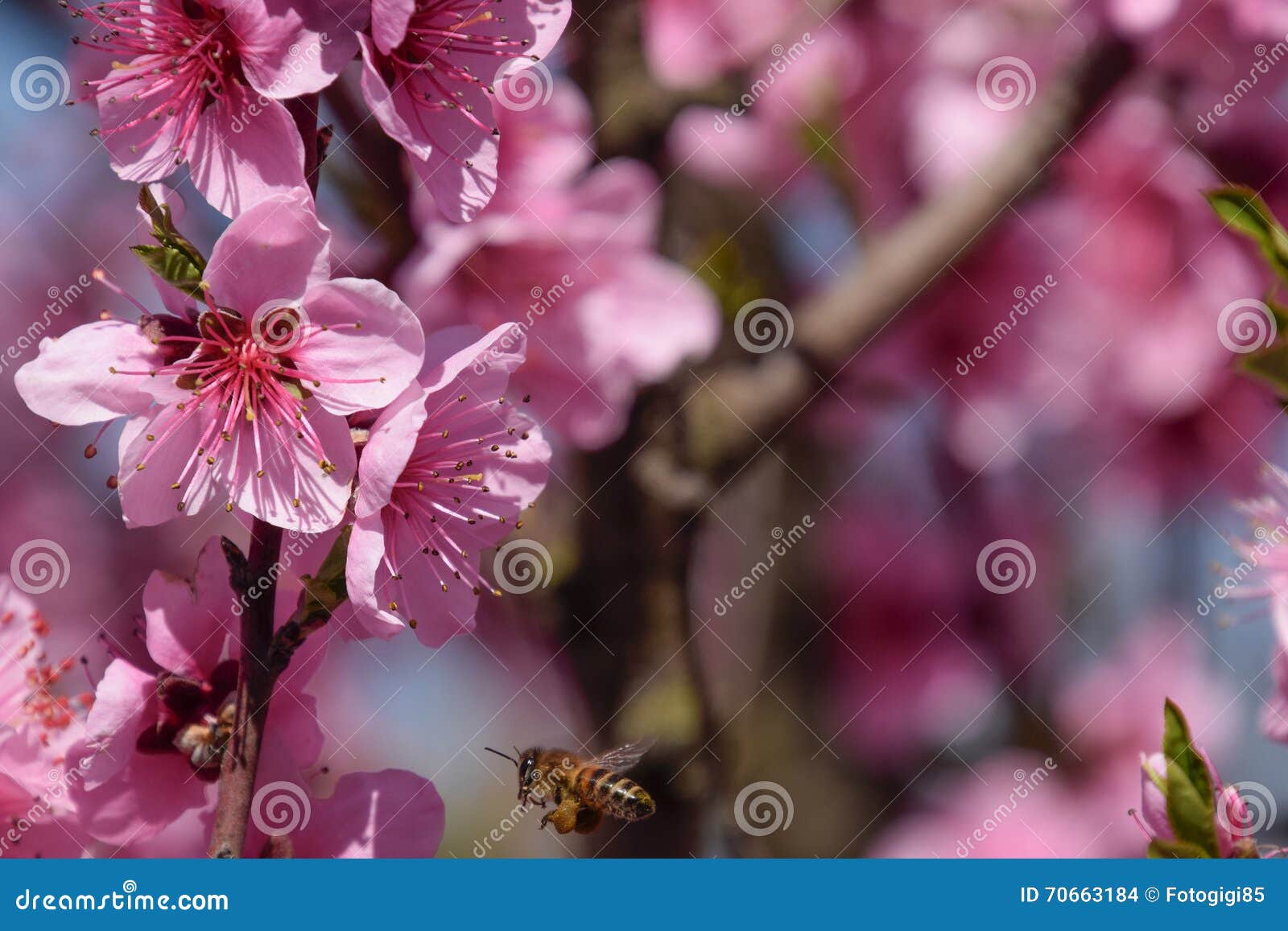Pollination of Flowers by Bees Peach. Stock Photo - Image of branch ...