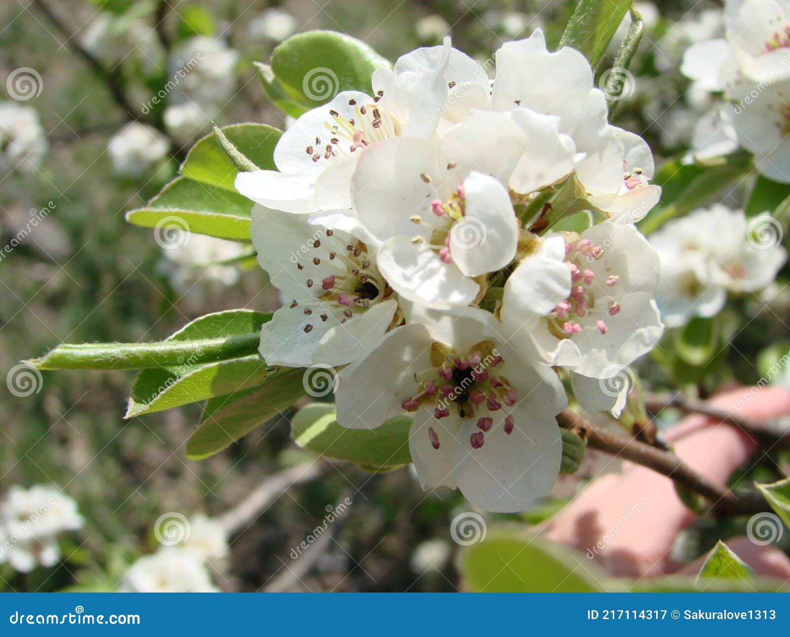 Pollination of Flowers by Bees Pears. White Pear Flowers is a Source of ...