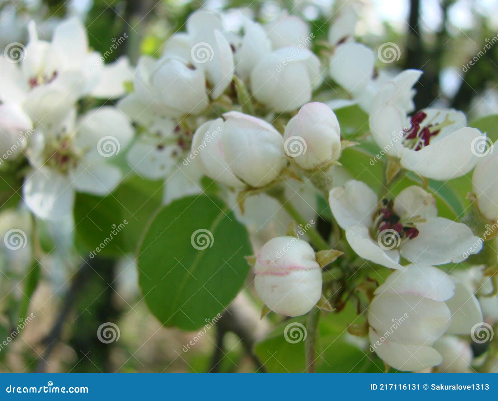 Pollination of Flowers by Bees Pears. White Pear Flowers is a Source of ...