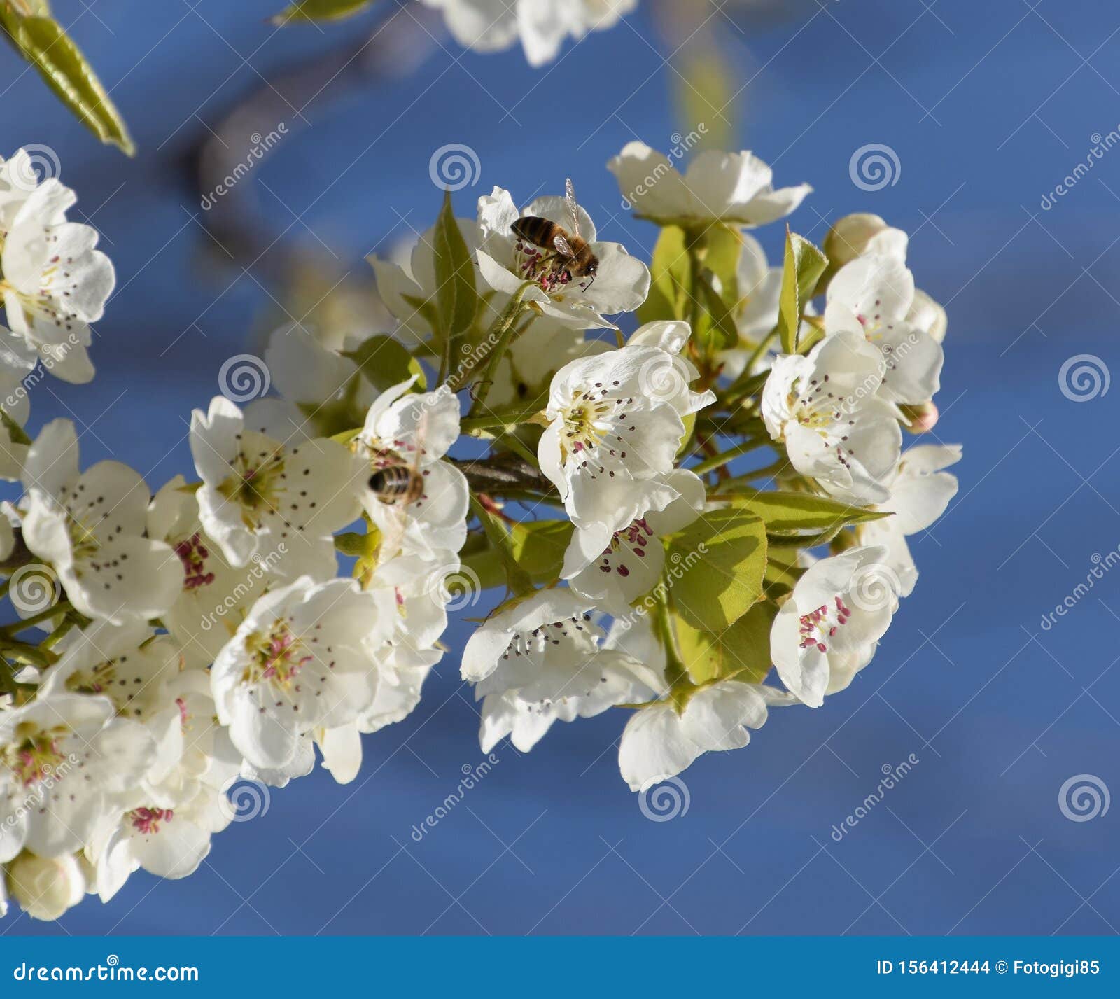 Pollination of Flowers by Bees Pears Stock Photo - Image of pistil ...