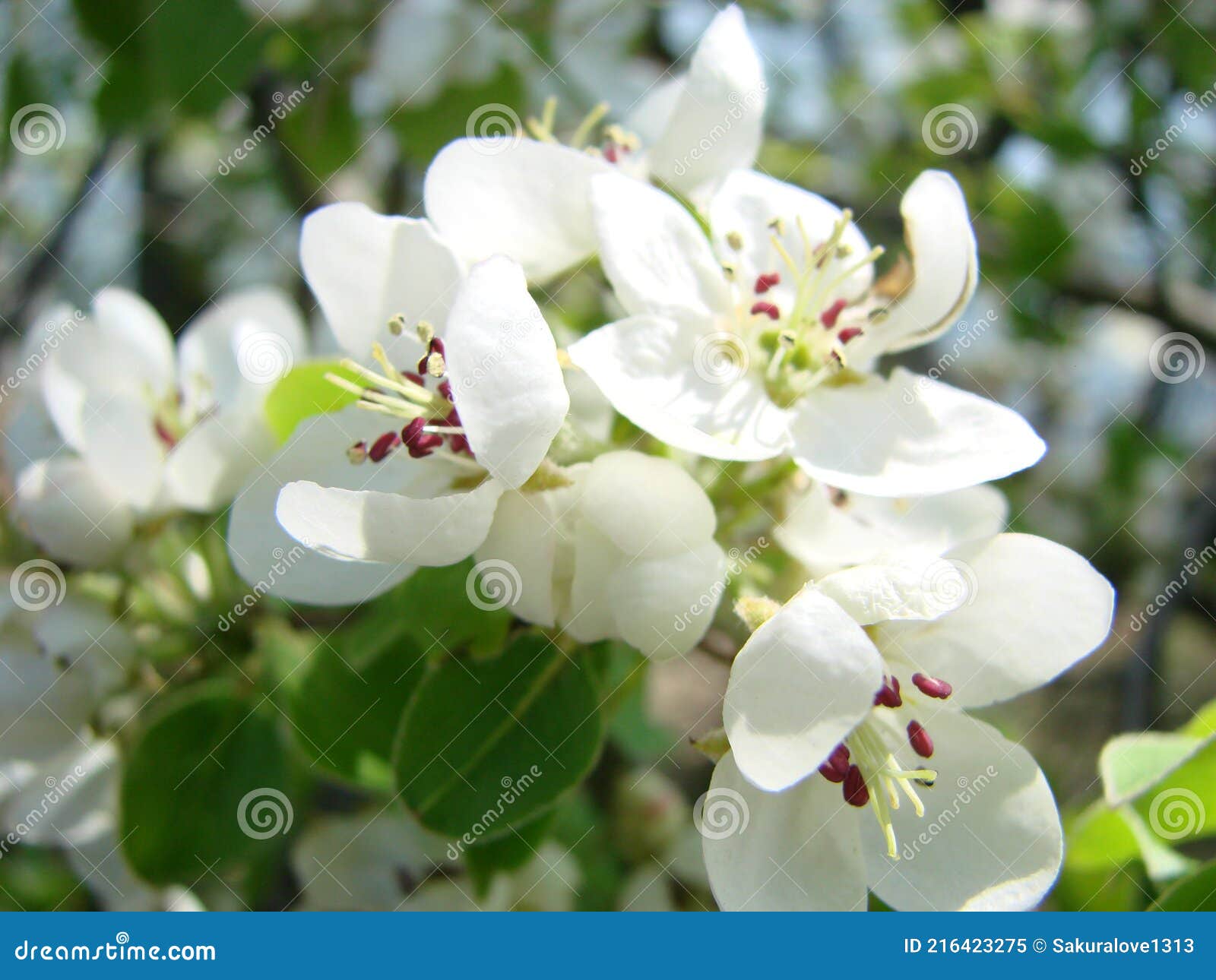 Pollination Of Flowers By Bees Pears. White Pear Flowers Is A Source Of ...