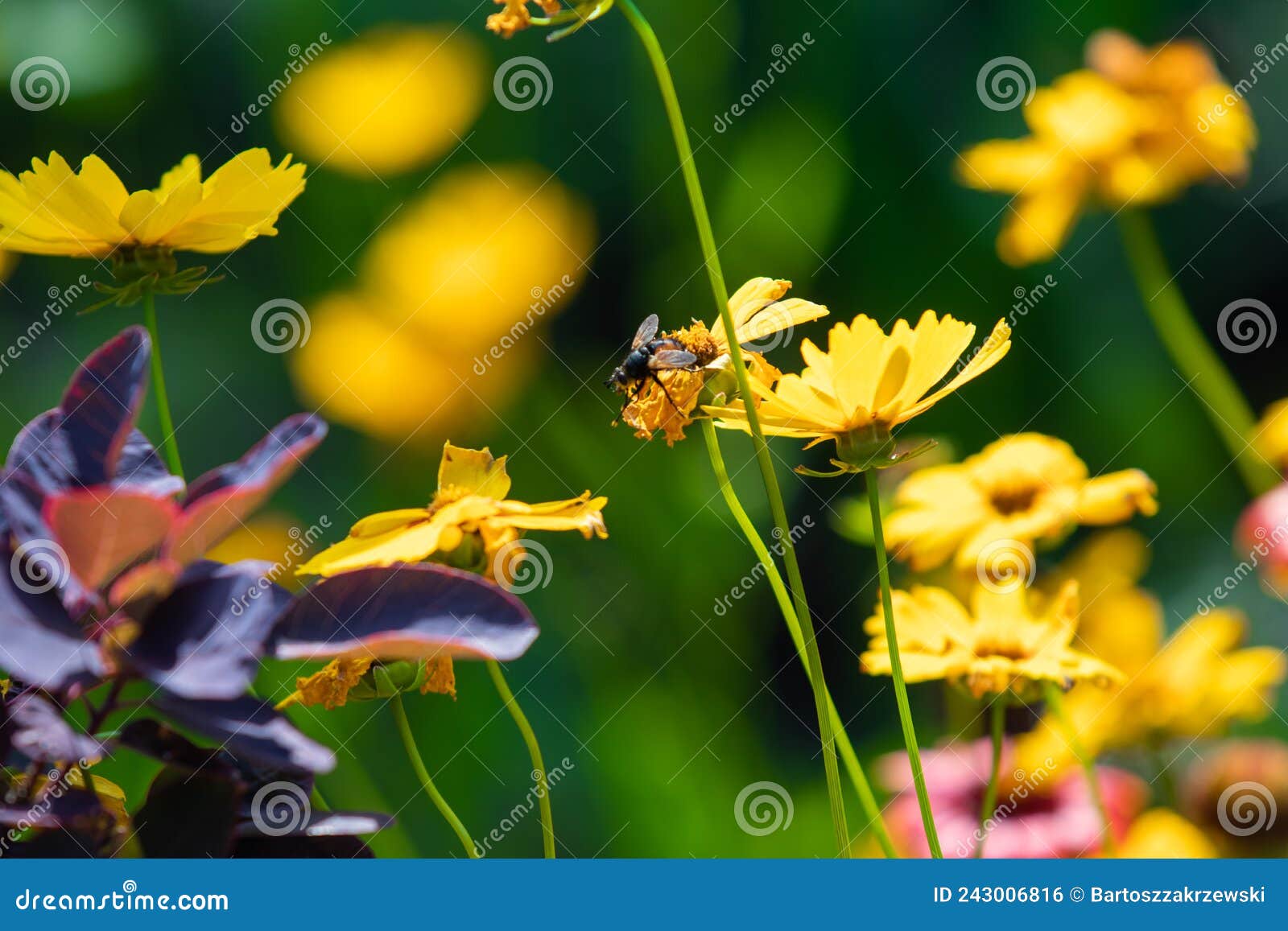 The Pollination of Flowers by Insects Stock Photo - Image of bees ...