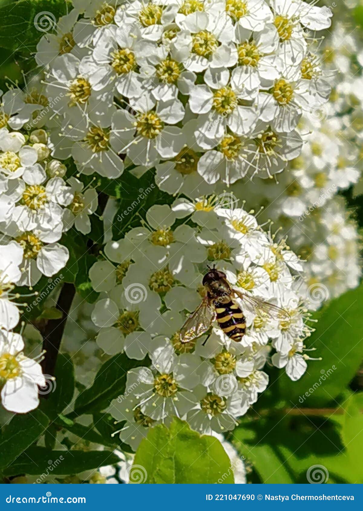 Pollination of Forest Spirea Stock Photo - Image of food, insect: 221047690