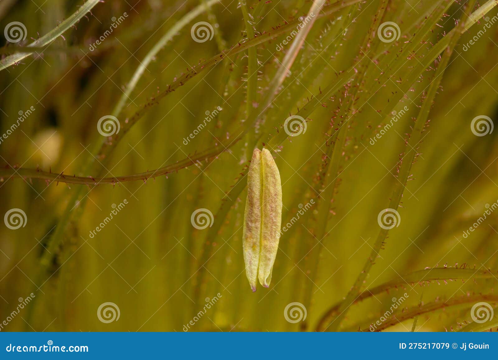 Corn Pollen and Silk on Ear of Corn. Stock Image - Image of farm ...