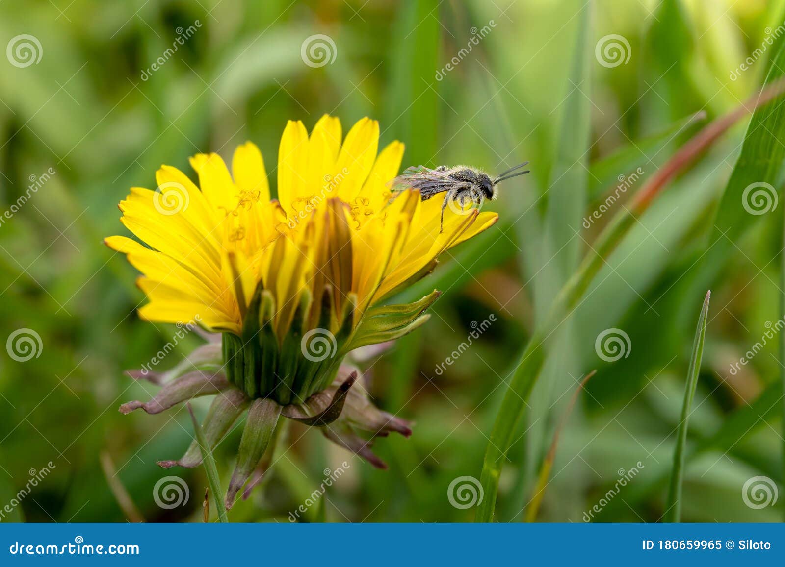Pollination - Insect on the Flowering Dandelion Stock Image - Image of winged, flora: 180659965