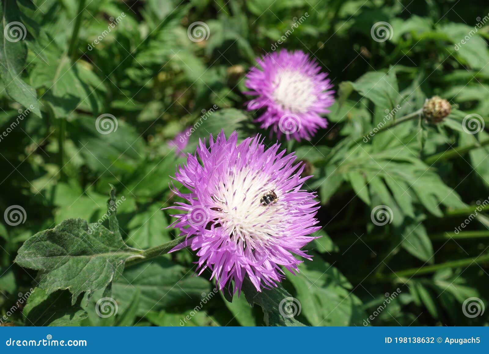 Pollination of Pink Flower of Centaurea Dealbata in May Stock Photo ...