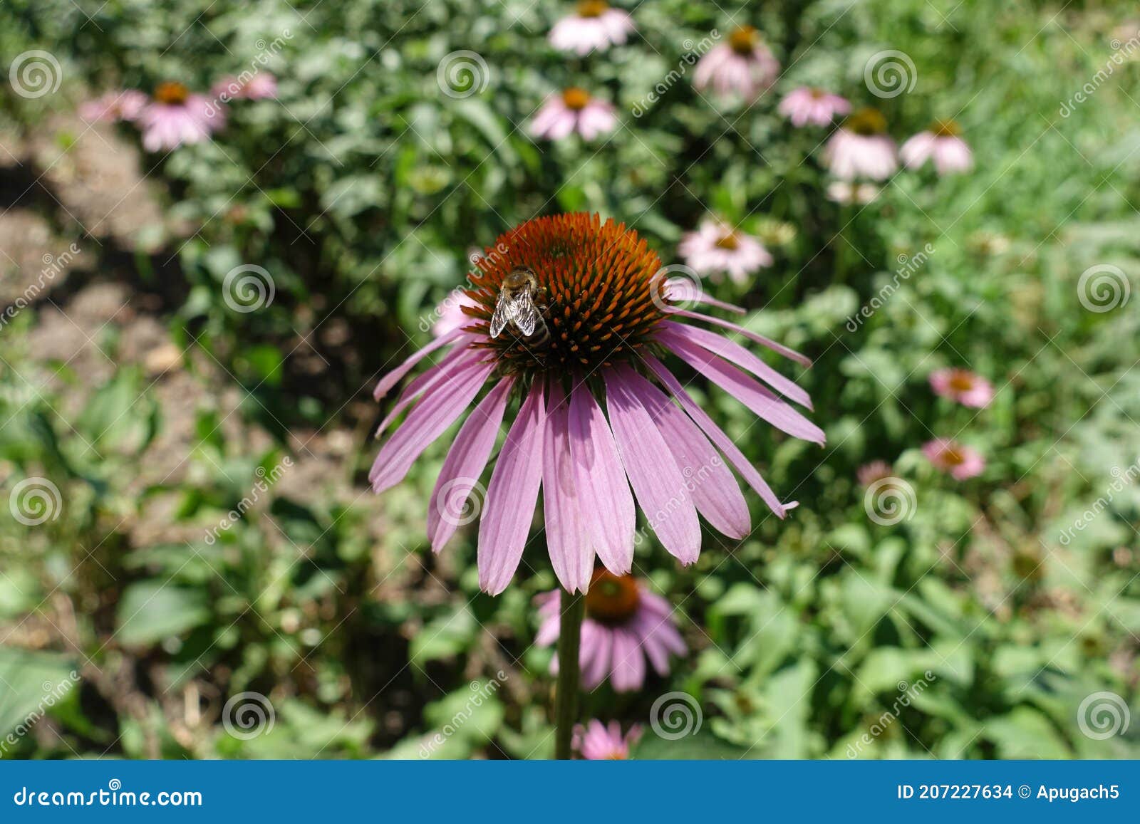 Pollination of Pink Flower of Echinacea Purpurea Stock Photo - Image of ...