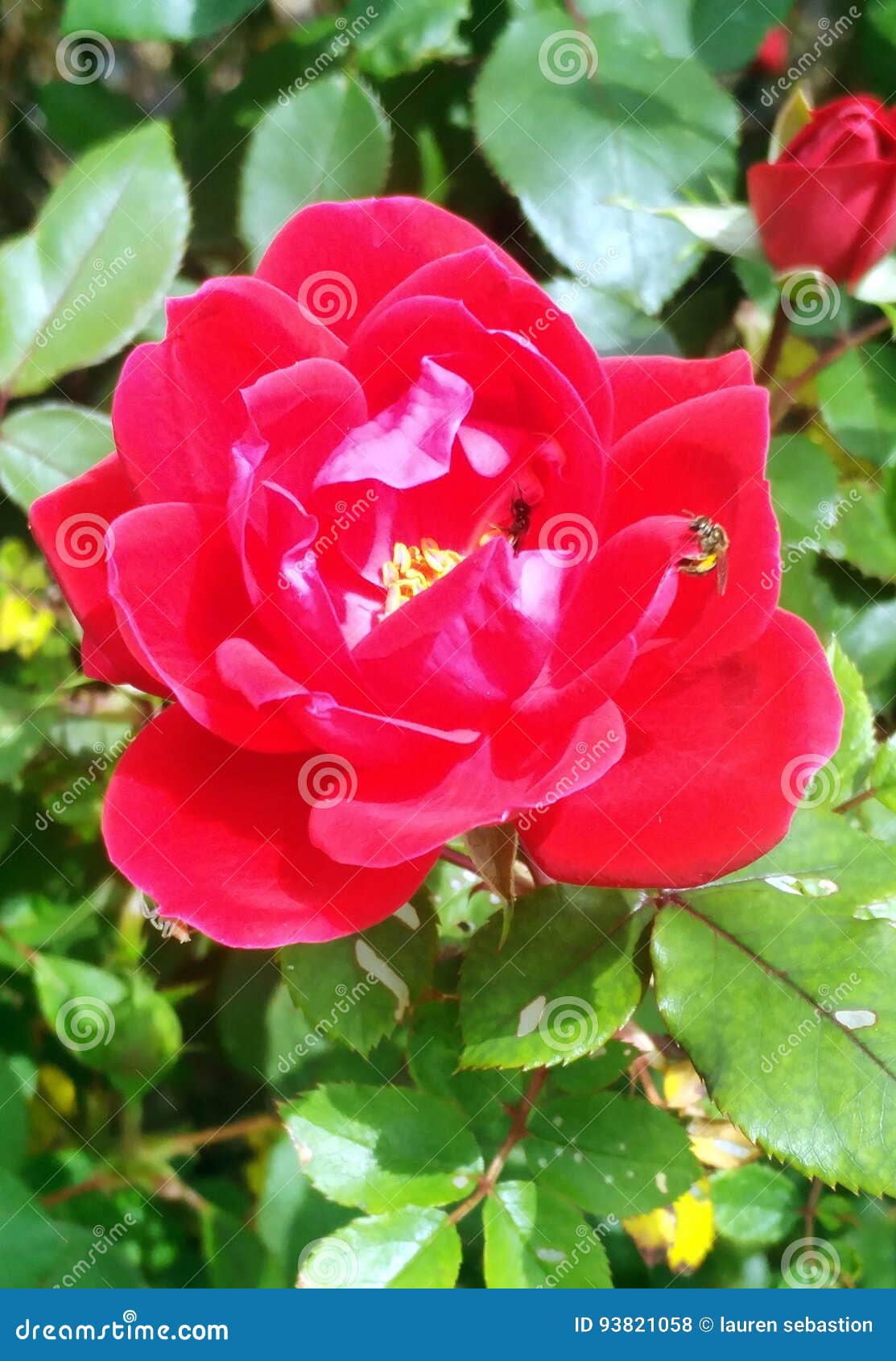 Pollination rose stock photo. Image of natures, pollination - 93821058