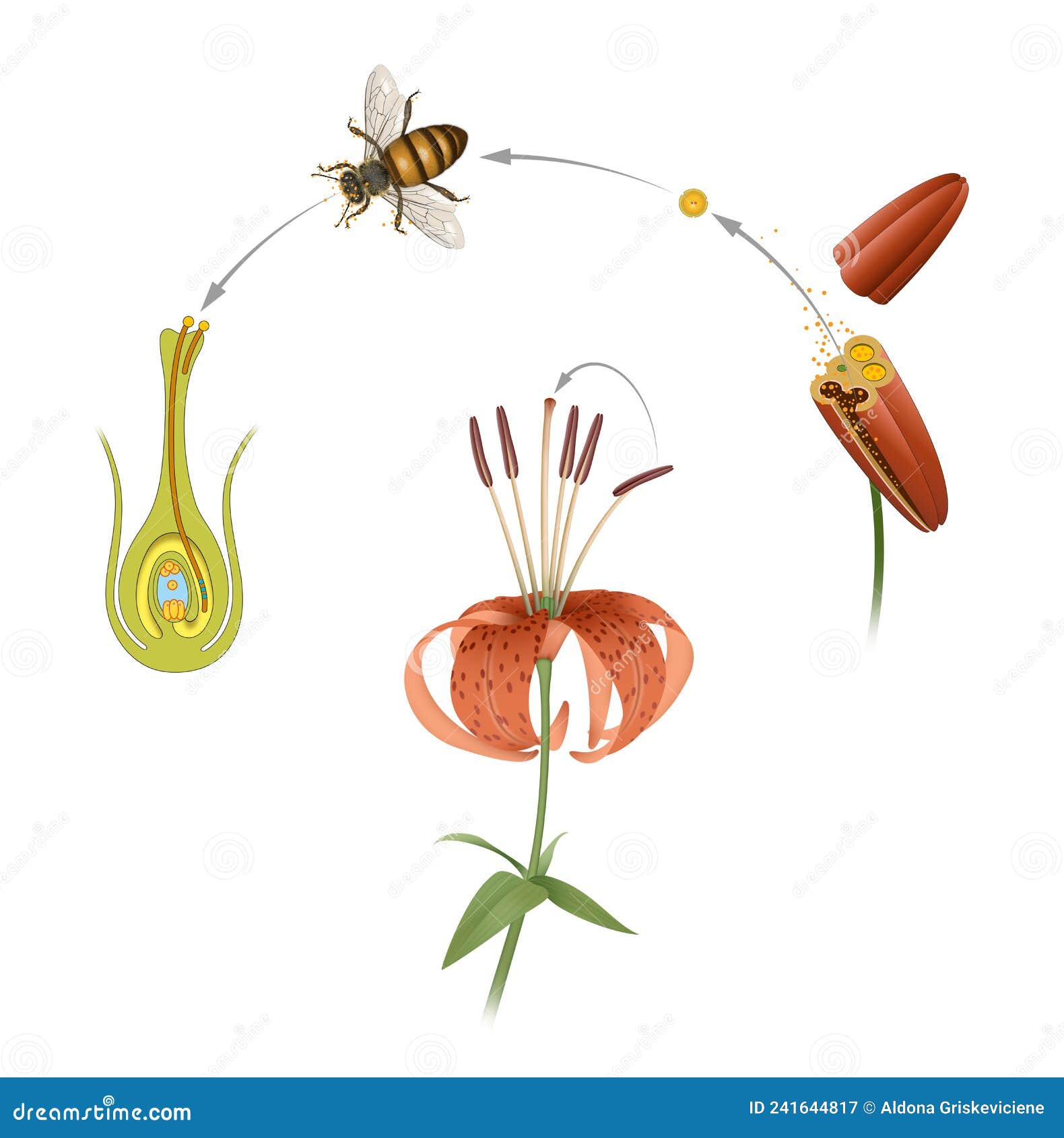 Pollination is the Sexual Method of Reproducing in All Plants by the ...