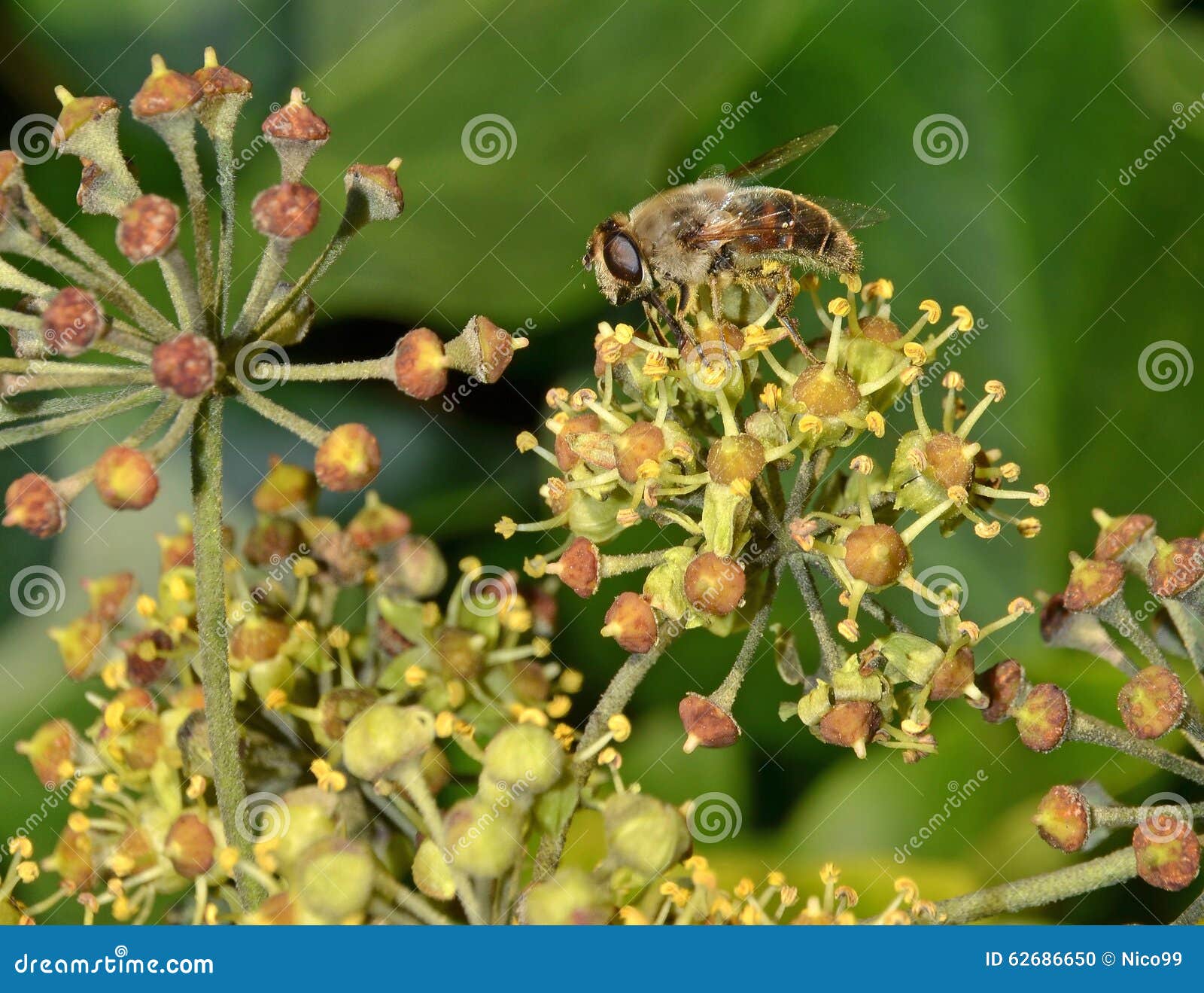 Pollination in summer stock photo. Image of meadow, invertebrate - 62686650