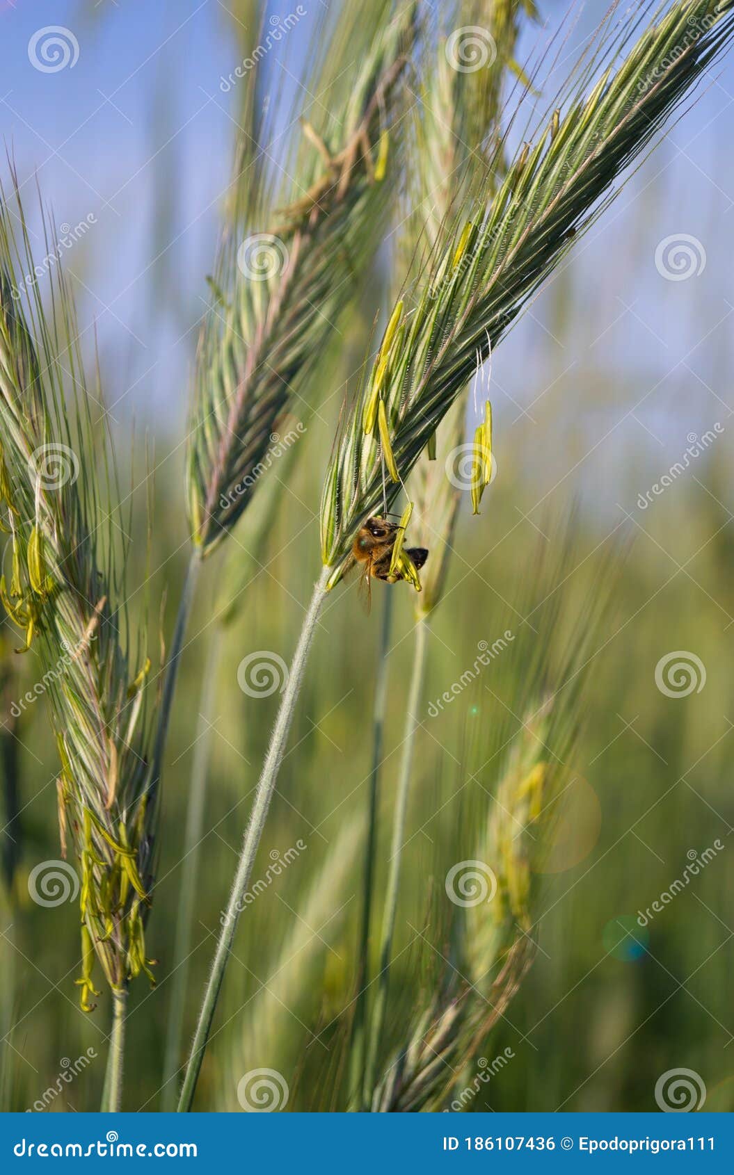 Pollination Of Wheat With Bees. A Bee Sucks Nectar On A Spikelet Of ...