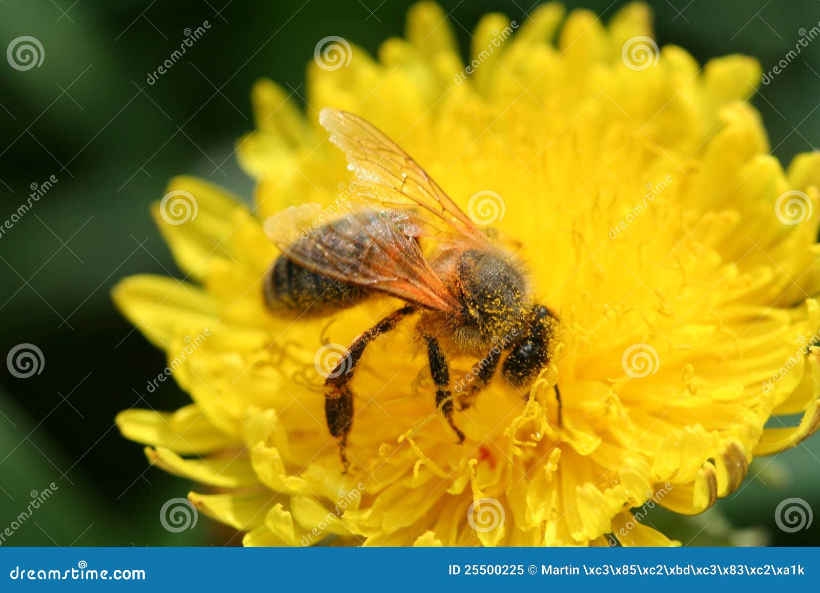 Pollinator stock image. Image of garden, stripes, insect - 25500225