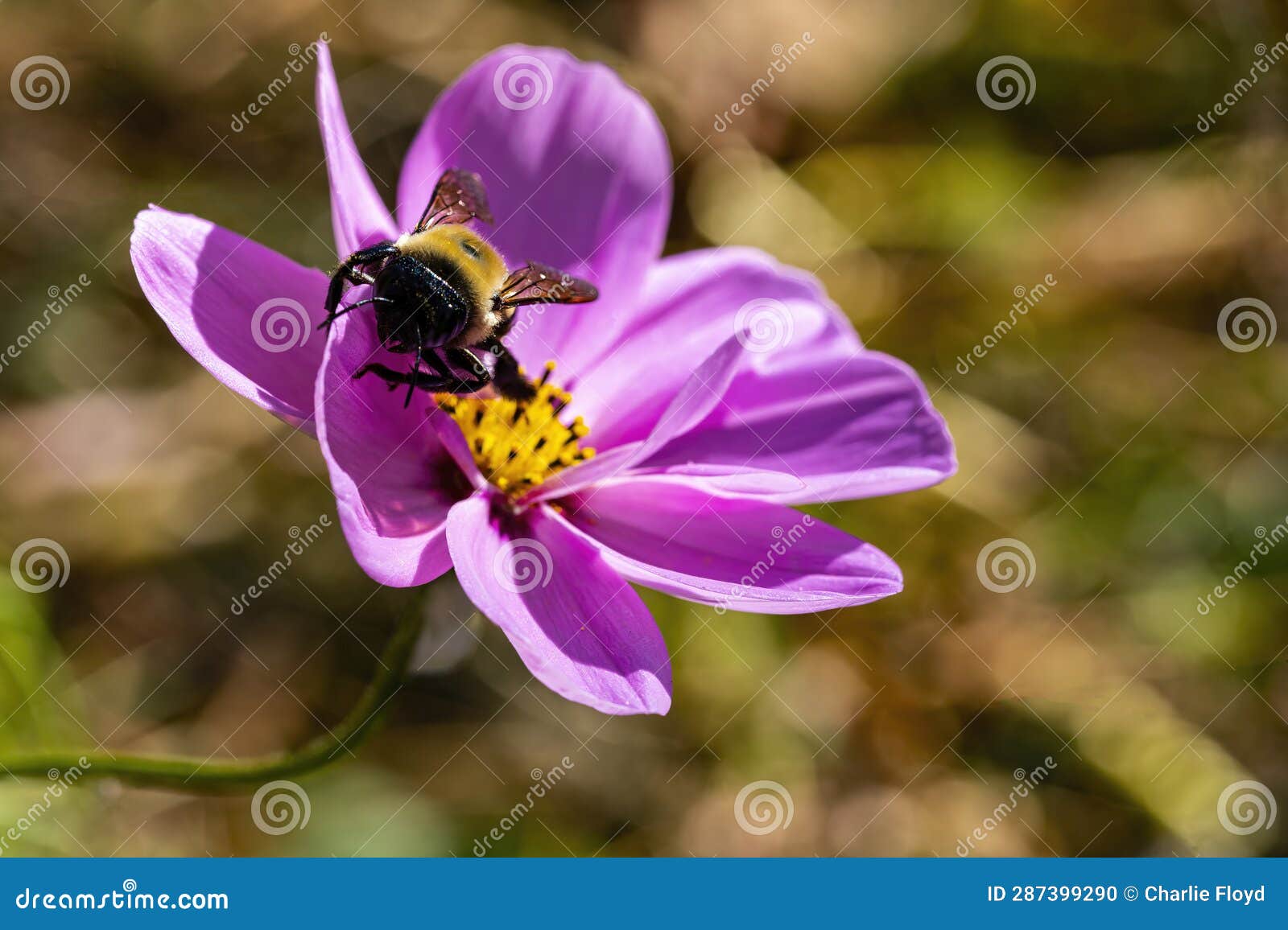 Pollinator Bee Does the Job Stock Photo - Image of purple, bright ...