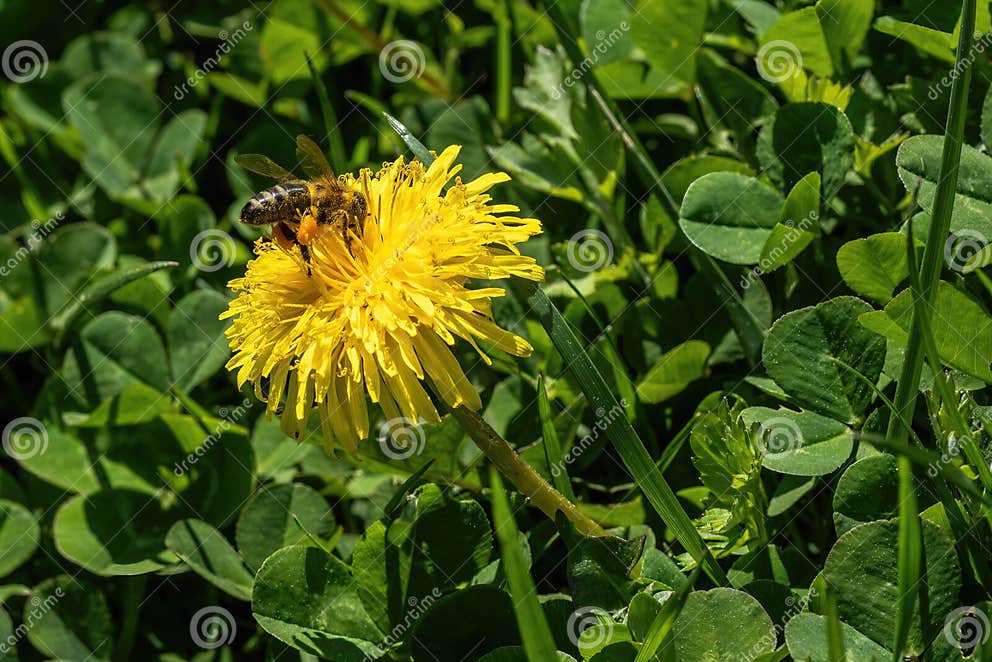 Pollinator on Dandelion in Spring Stock Photo - Image of nature, herb ...