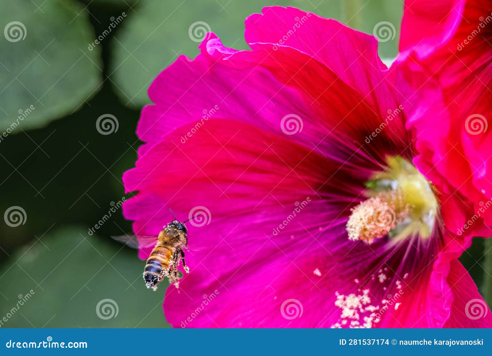 Pollinator Doing the Hard Work, Bee in Flight Stock Photo - Image of ...