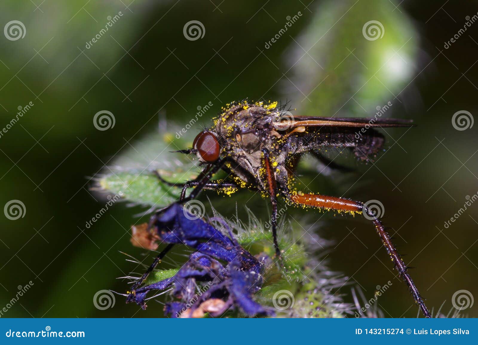 Pollinator fly stock photo. Image of insect, closeup - 143215274