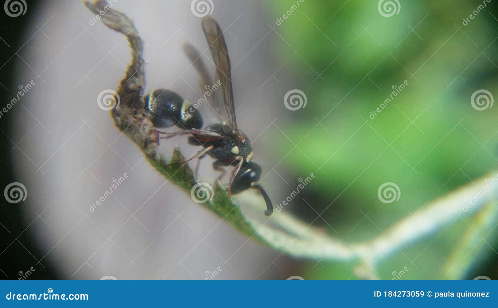 Pollinators Insects Bees Plants Stock Image - Image of arthropod ...