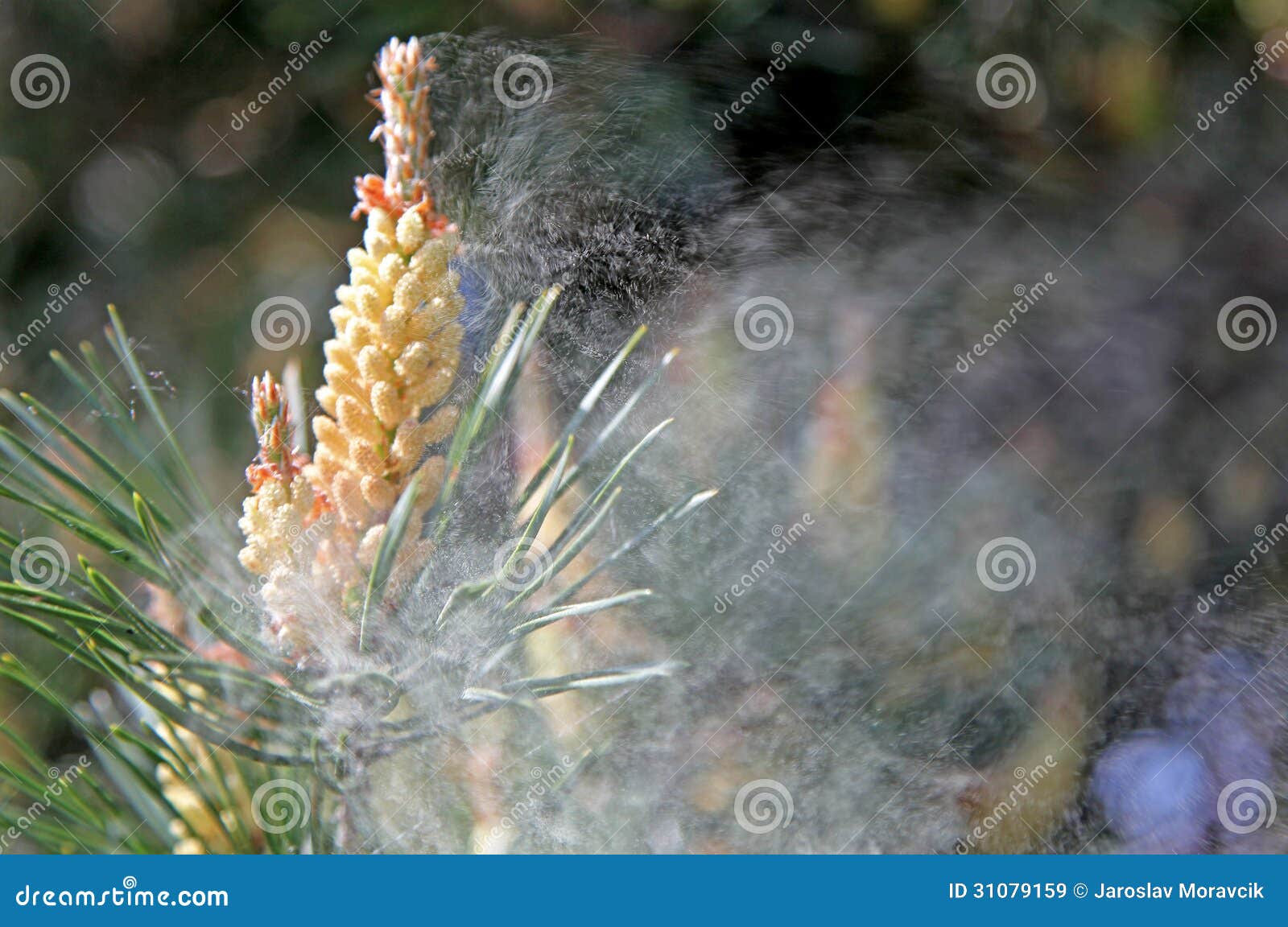 Polline immagine stock. Immagine di multicolore, conifera - 31079159