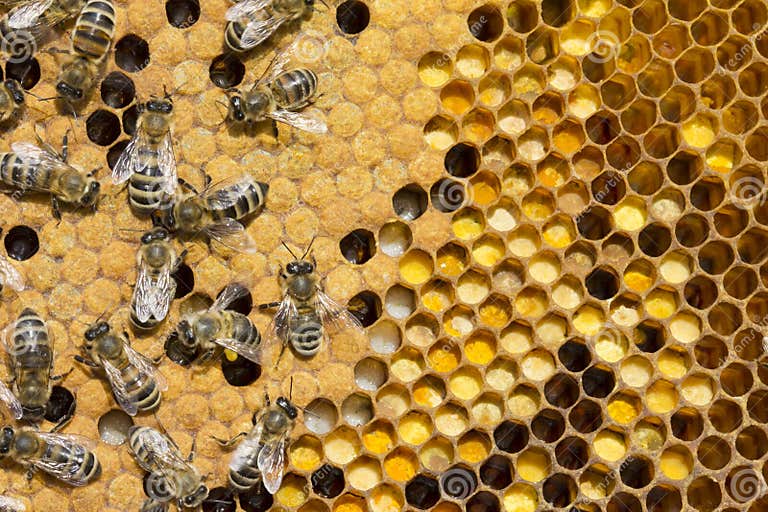 Polline, Larve, Bozzoli, Api Fotografia Stock - Immagine di giallo ...