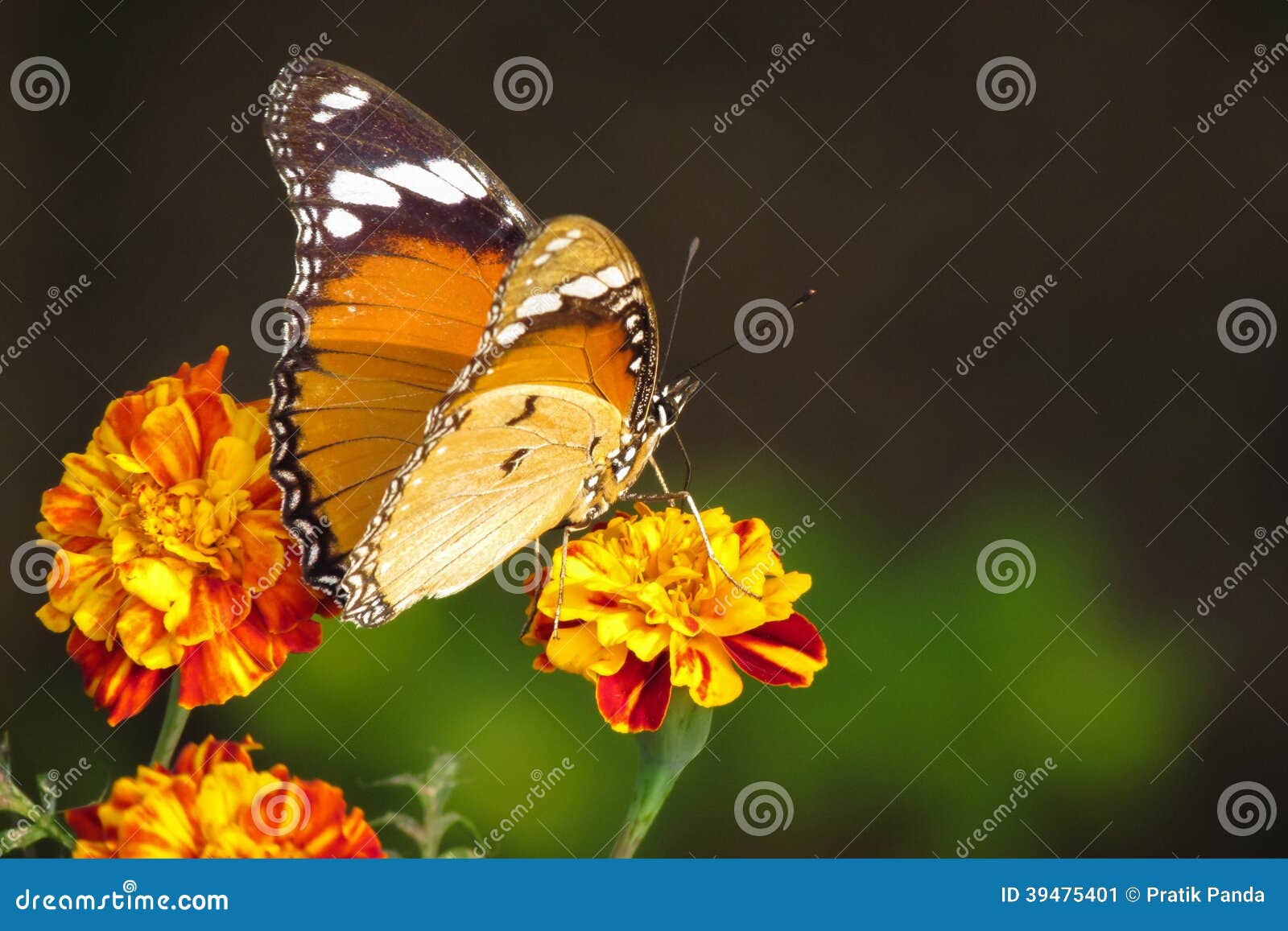 Pollinisation de papillon image stock. Image du petit - 39475401
